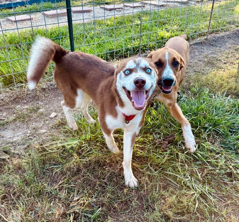 Dog for adoption - Blakey Baby the Tiny Fluff Ball of Fun, a Husky ...