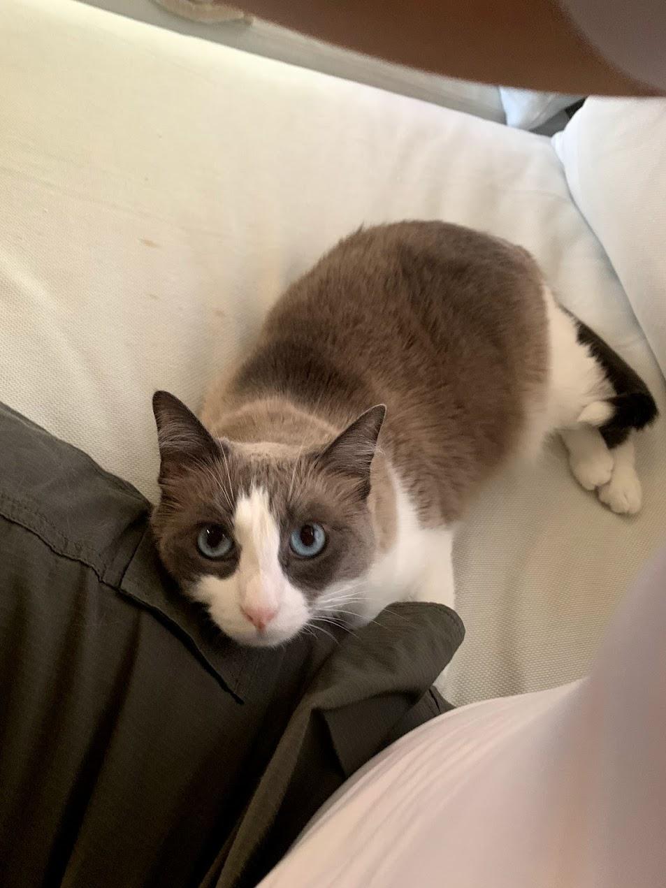 Cat for adoption - Courtesy Post: Tutu and xiuxiu, a Domestic Short ...