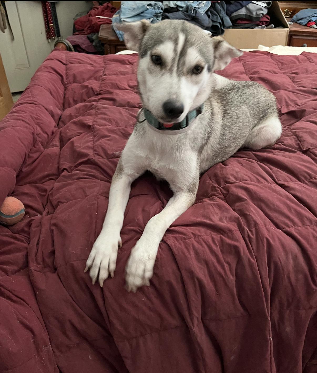 Dog for adoption - Emerald, a Siberian Husky in Myrtle Beach , SC ...