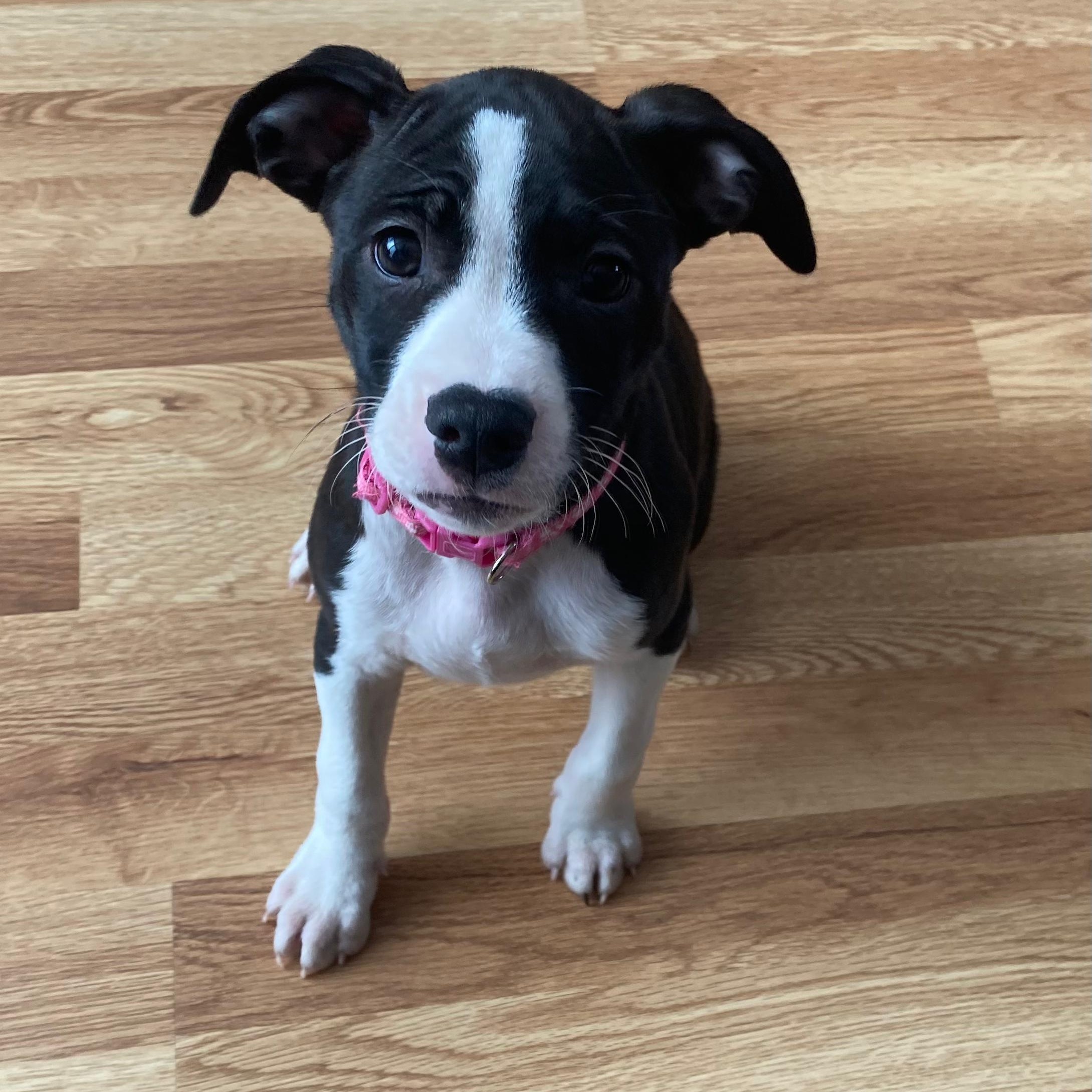 Nova (Automotive Icon Puppies) - Adoptable Pet | Petfinder | Petfinder