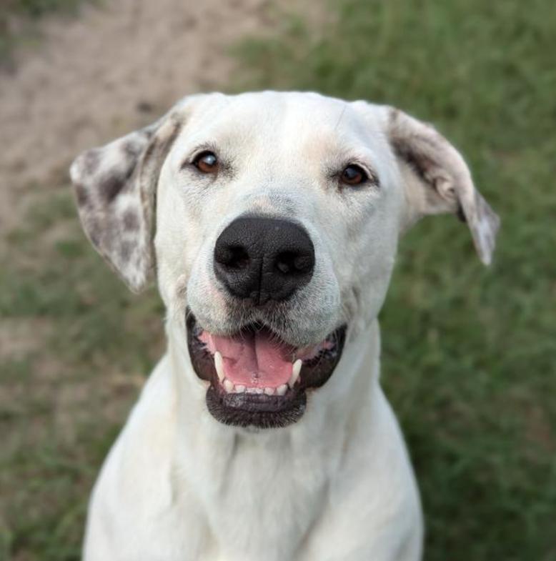 Dog for adoption - Covington, a Catahoula Leopard Dog & Labrador ...