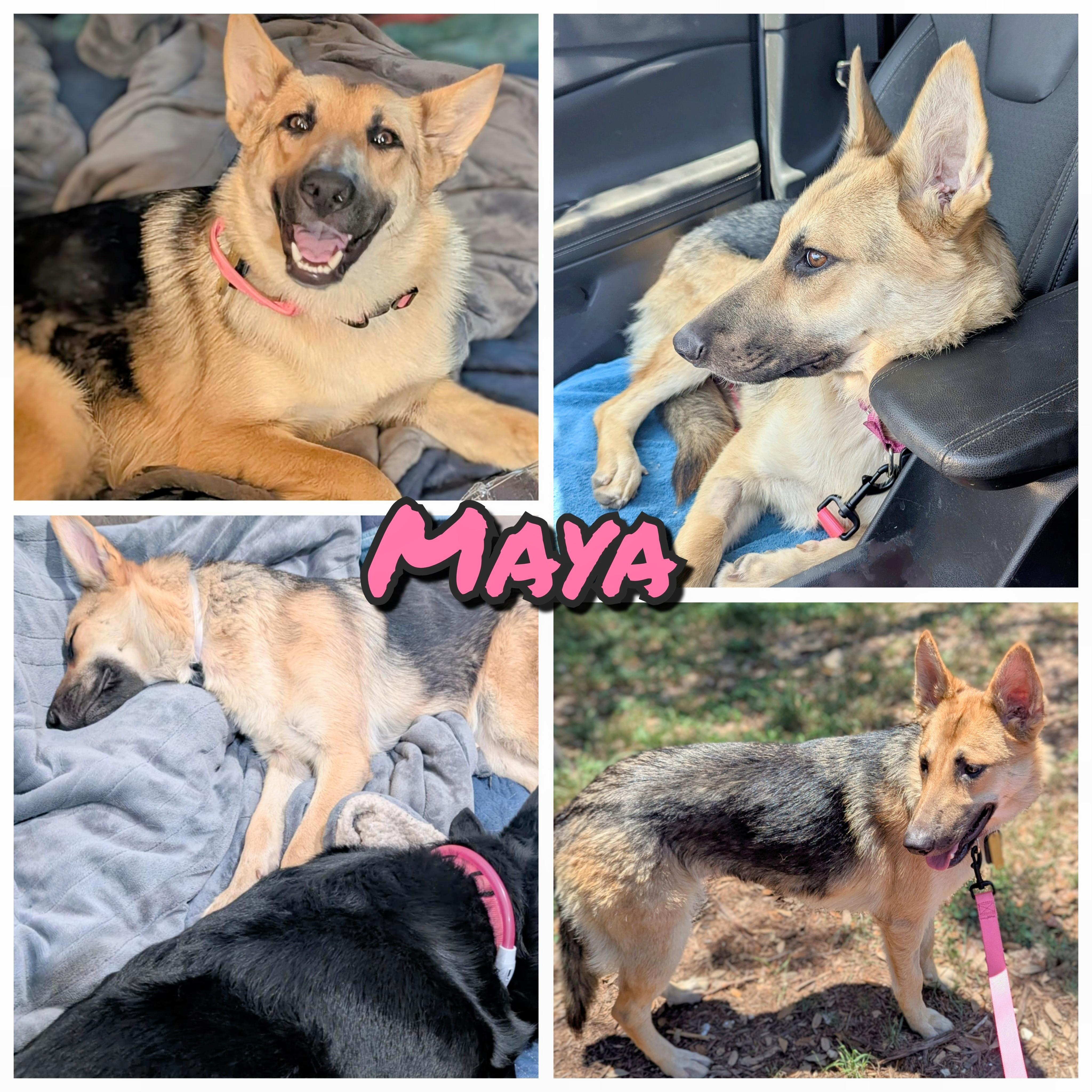 Dog for adoption - Maya, a German Shepherd Dog in Cincinnati, OH ...