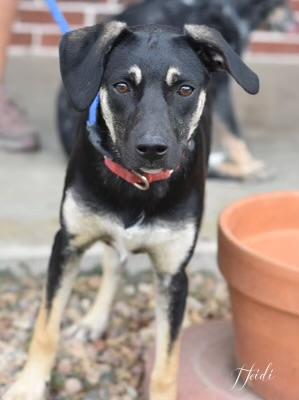 Dog for adoption - Heidi, a Terrier Mix in Houston, TX | Petfinder