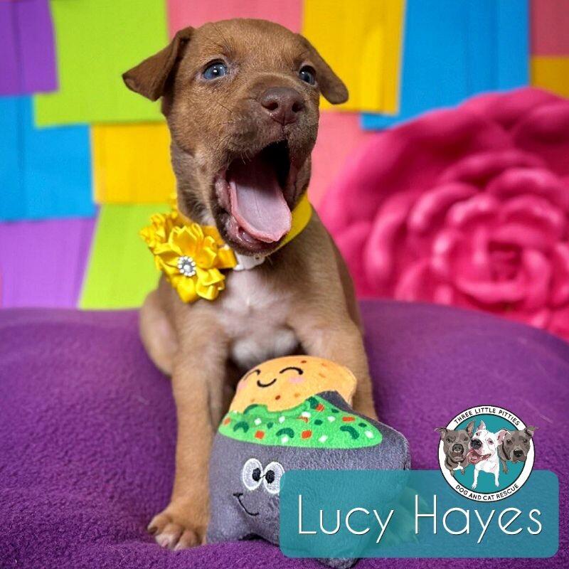 Dog for adoption - Lucy Hayes Presidential, a Pit Bull Terrier ...
