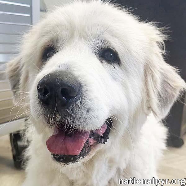 Dog for adoption - Winifred in OH - Gentle & Lovable Senior Sweetie!, a ...