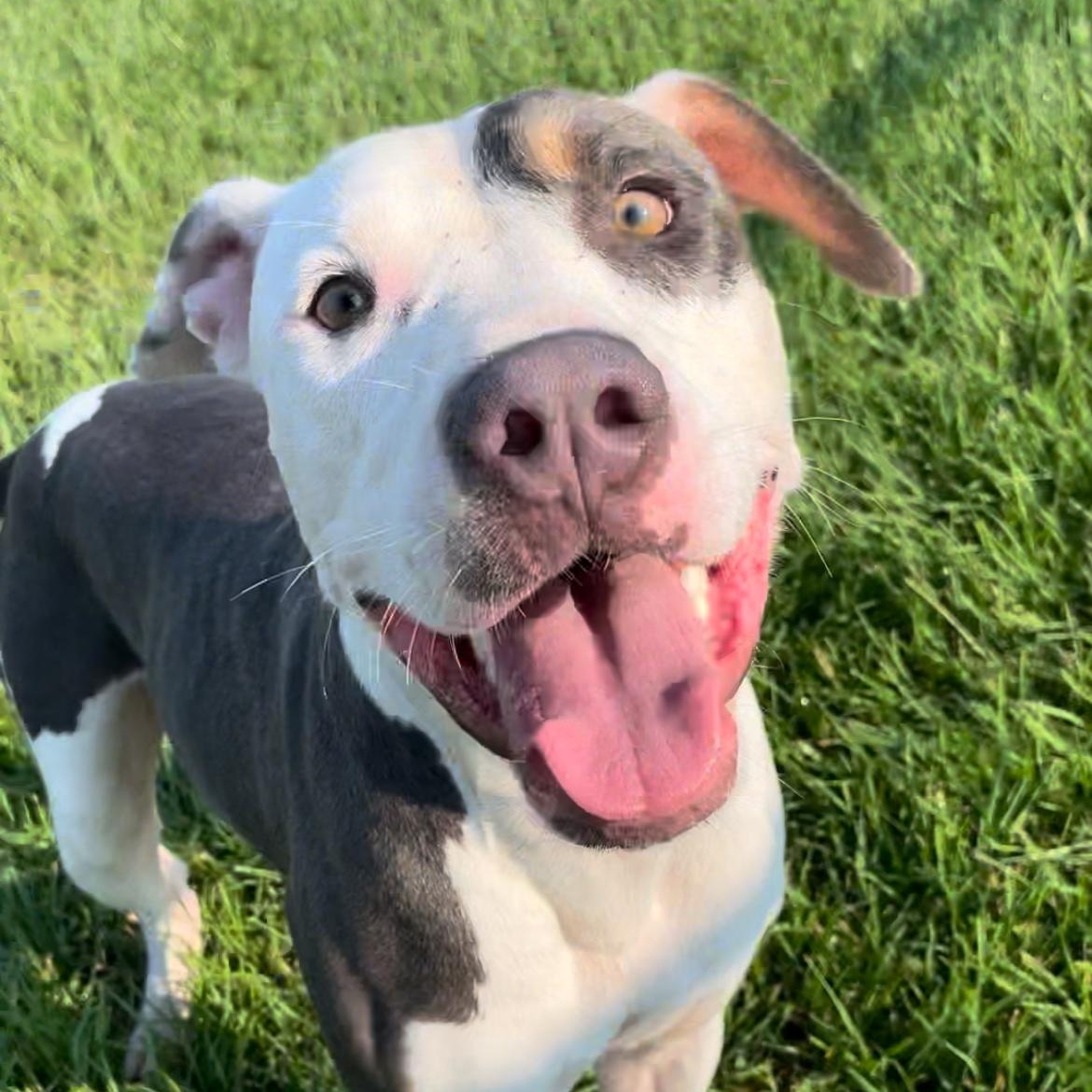 Dog for adoption - Samson, a Pointer & American Staffordshire Terrier ...