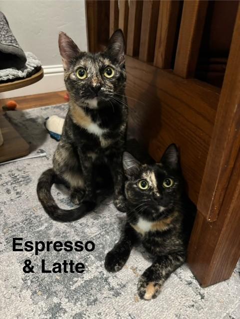 Cat for adoption - Star, Java, Espresso, & Latte, a Calico ...