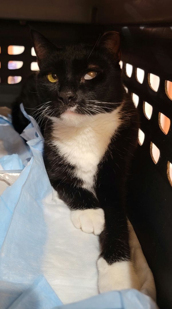 Cat for adoption - Fany , a Calico & Domestic Long Hair Mix in Perth ...