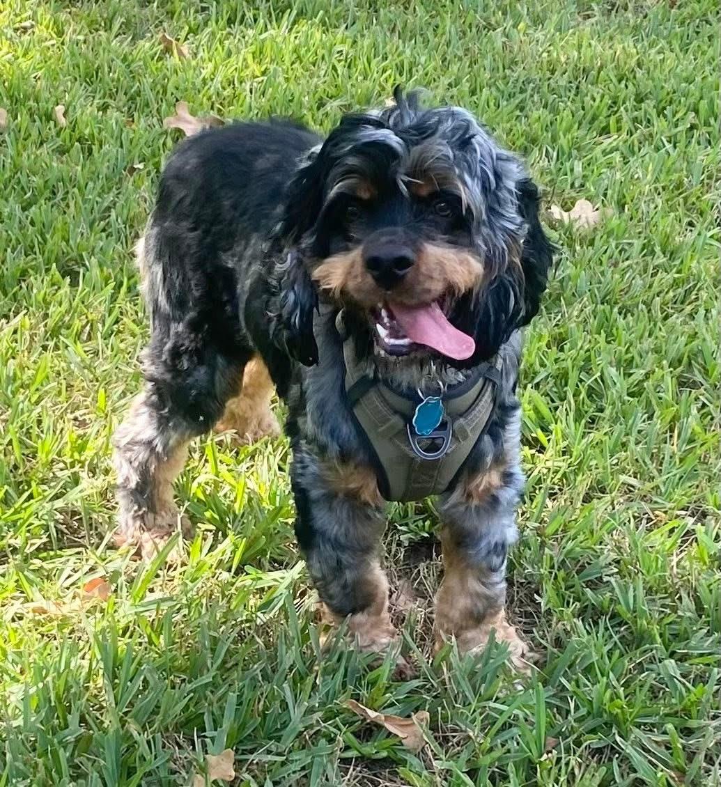 Dog for adoption - Bodie, a Cocker Spaniel in Rockwall, TX | Petfinder