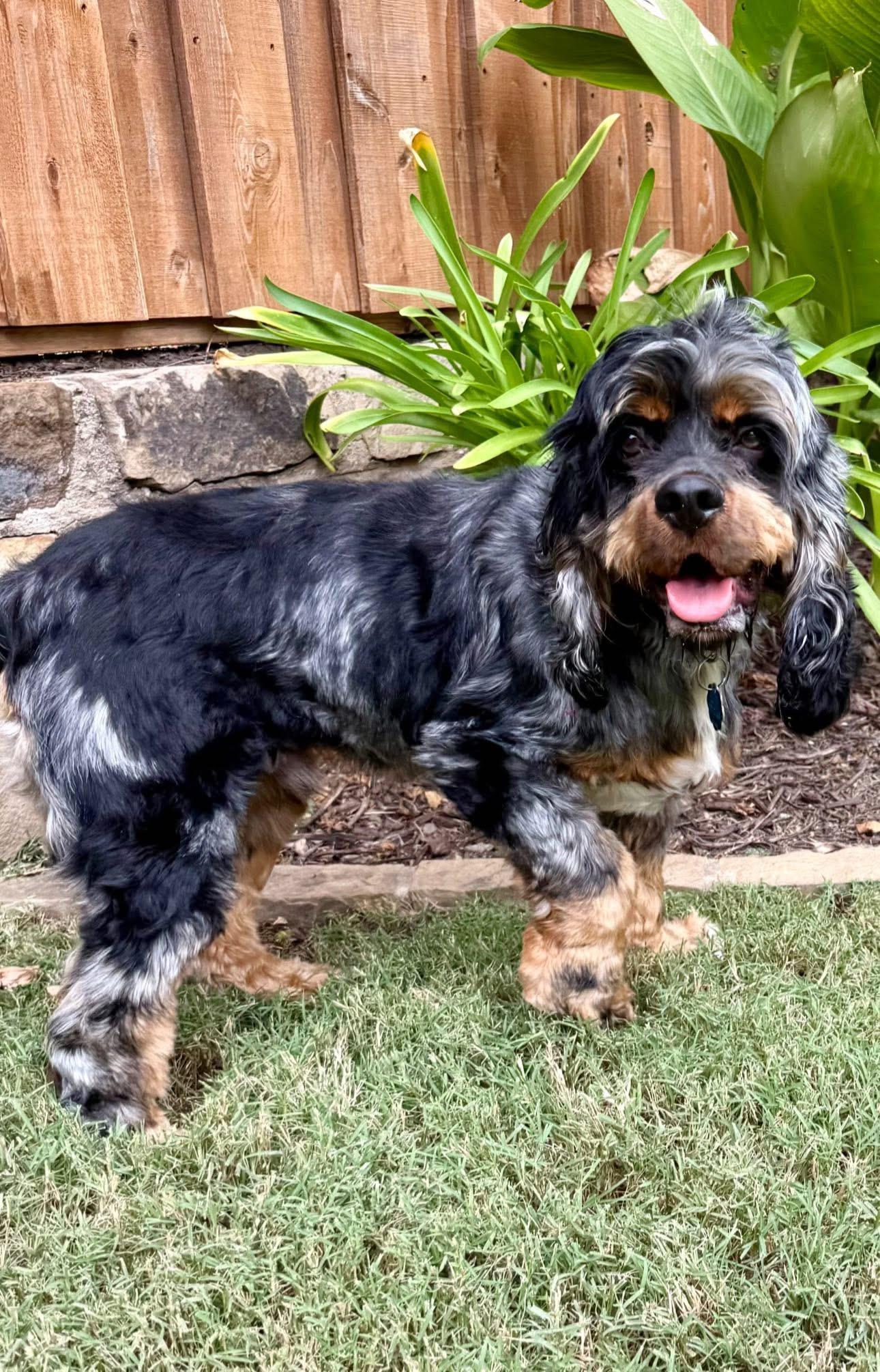 Dog for adoption - Bodie, a Cocker Spaniel in Rockwall, TX | Petfinder