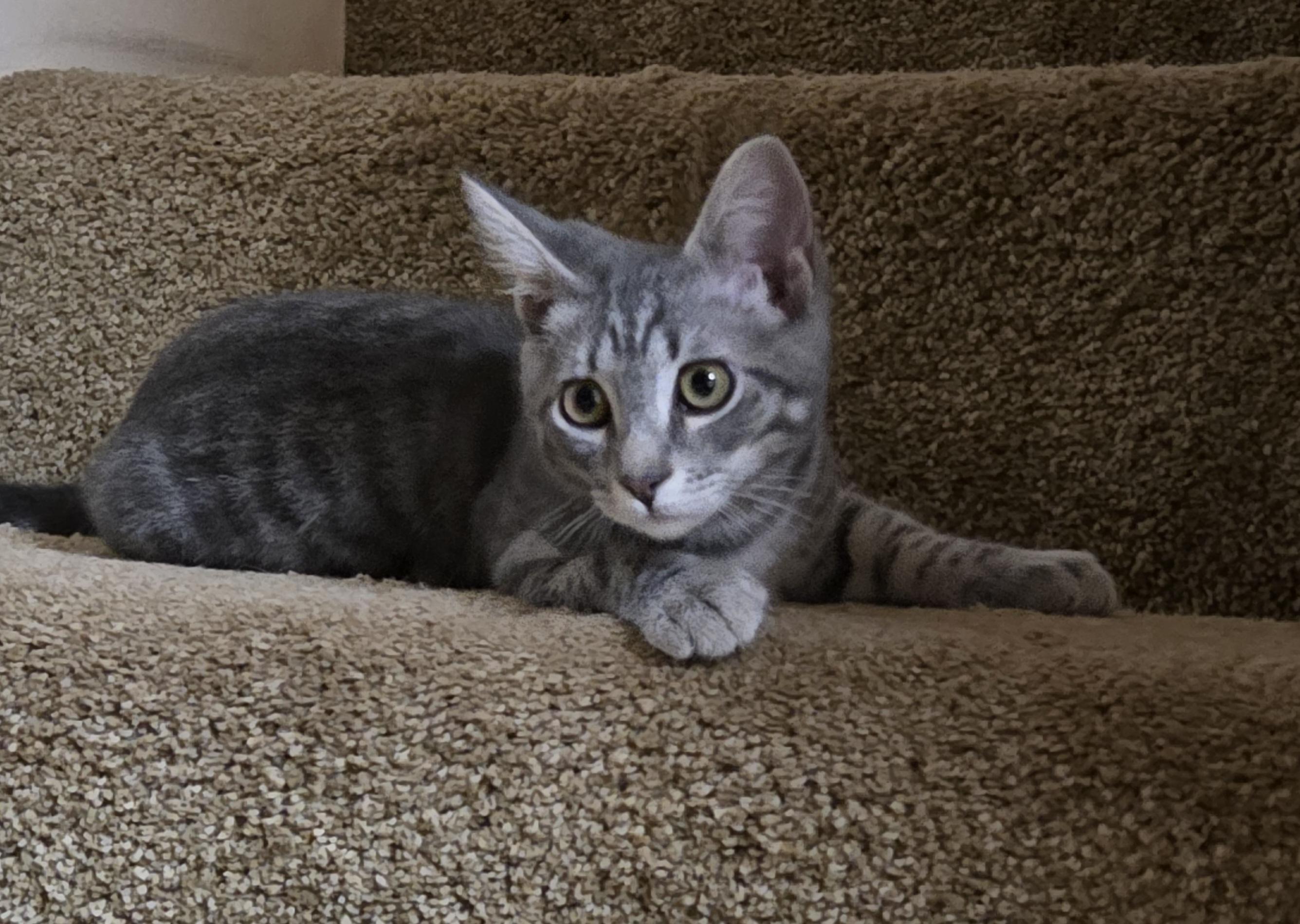 Cat for adoption - Pebbles, a Domestic Short Hair in Seattle, WA ...