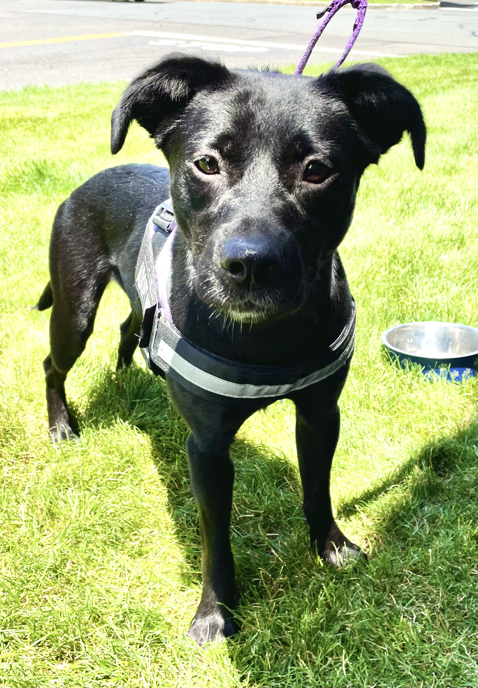 Dog for adoption - Grace Lynn Adoption Pending, a Black Labrador ...