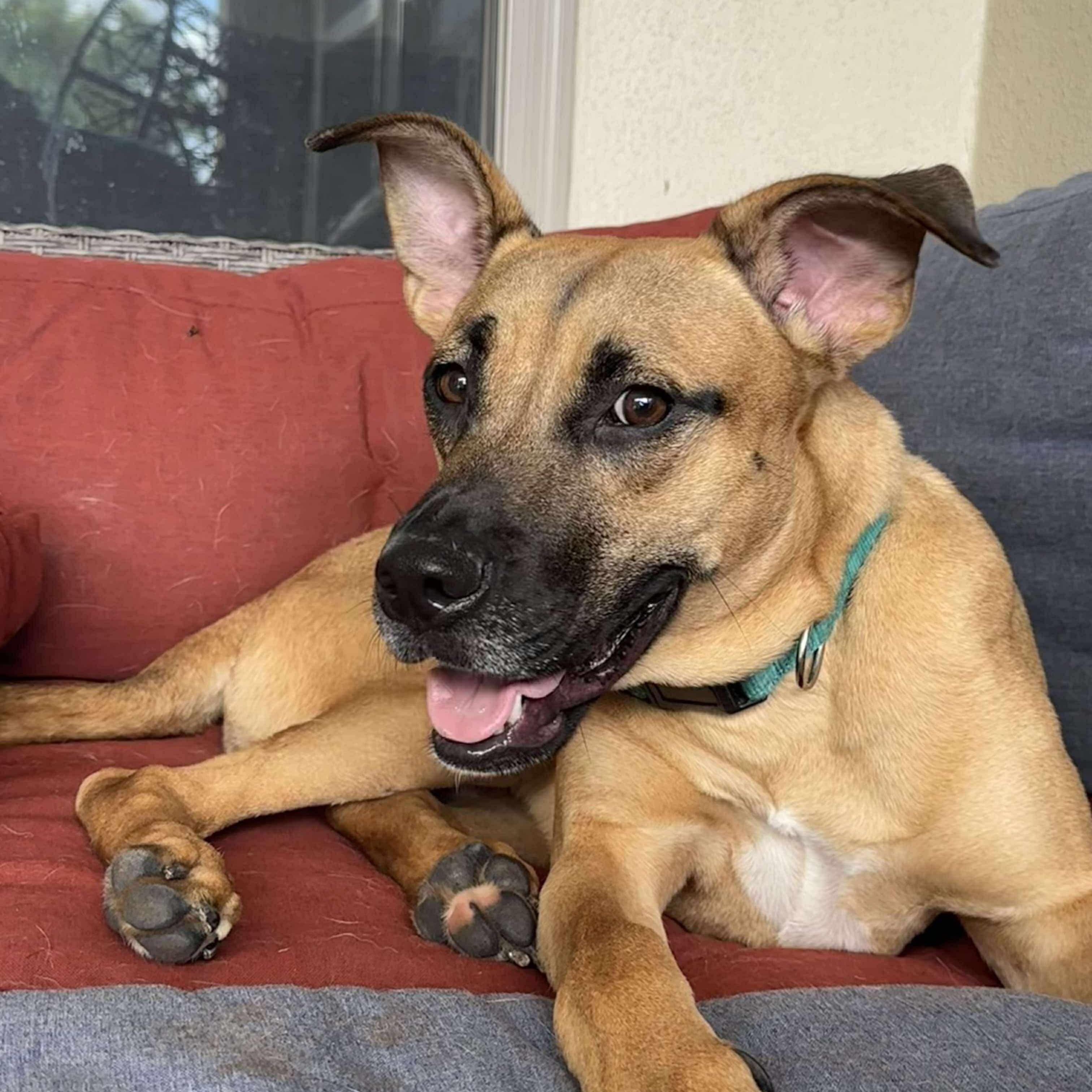 Dog for adoption - Scooby, a Labrador Retriever & German Shepherd Dog ...