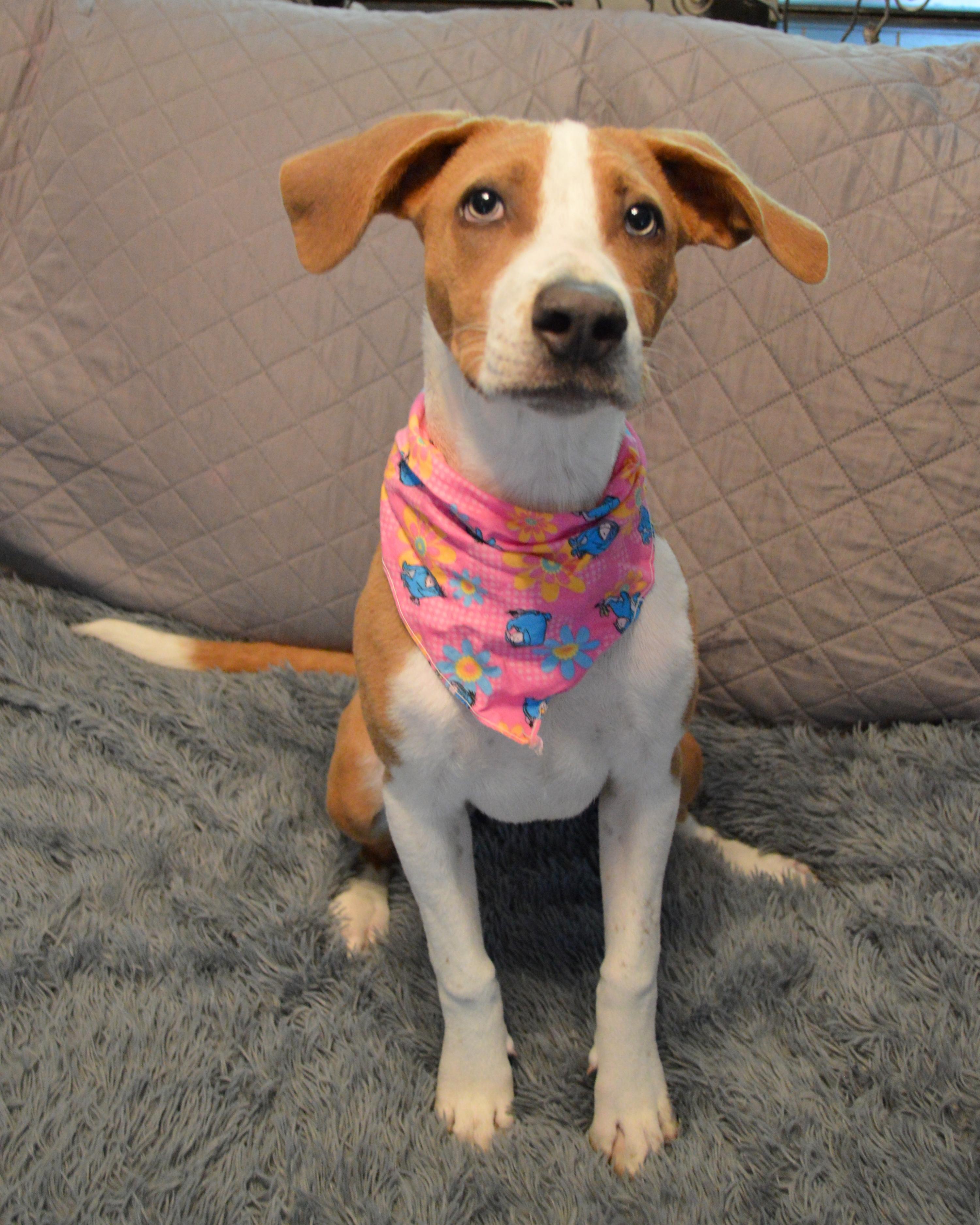 Dog for adoption - Stella (Bubble Chaser Extraordinaire), a Hound & Australian Shepherd Mix in ...