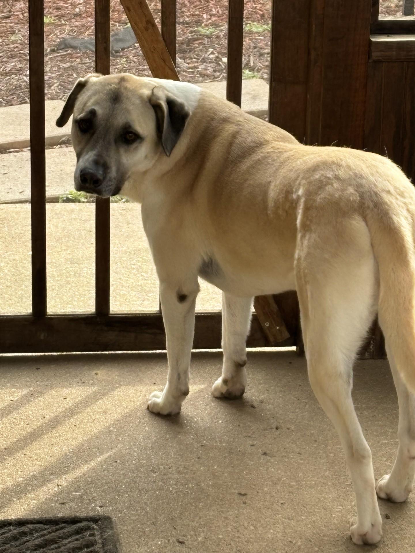 Dog for adoption - Khalee, an Anatolian Shepherd & Labrador Retriever ...