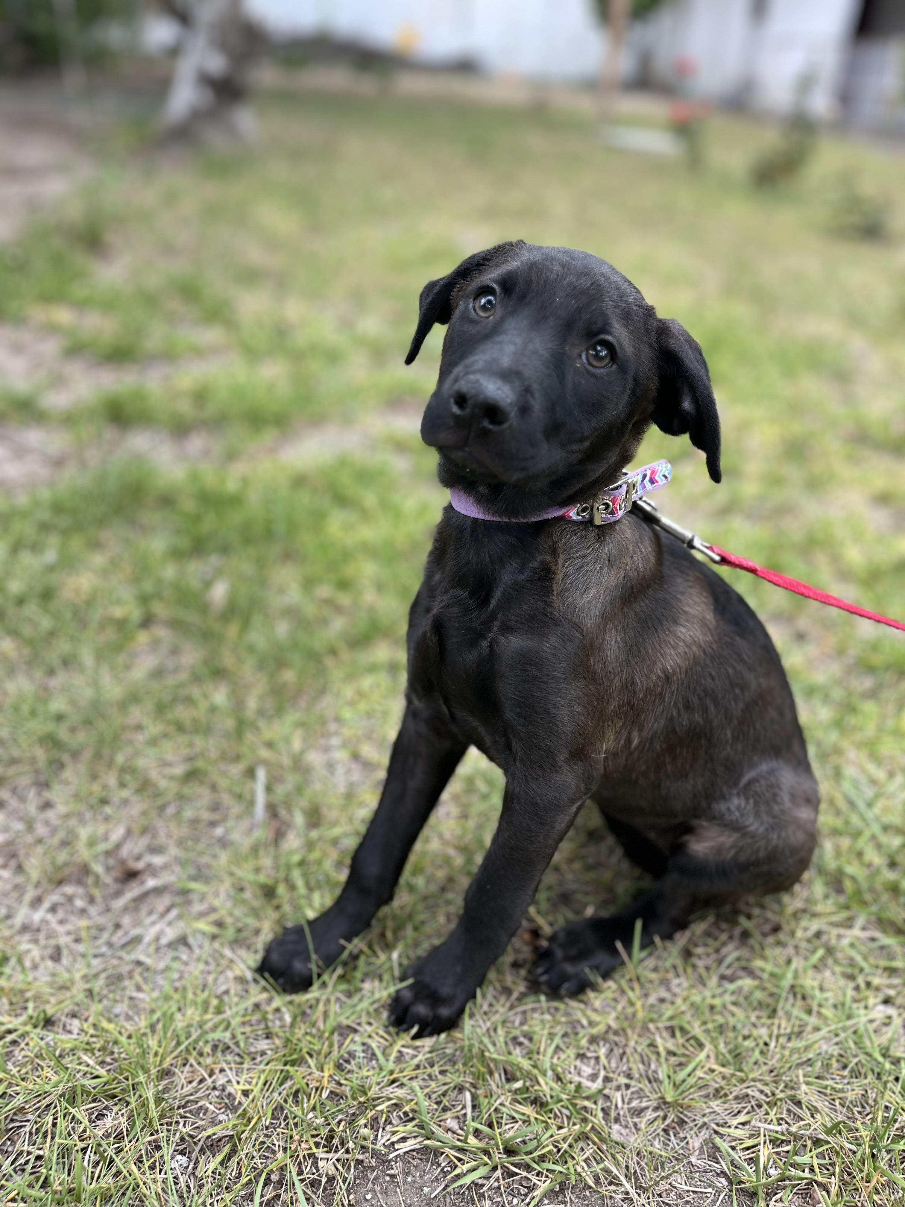 Dog for adoption - Mali, a Black Labrador Retriever & Belgian Shepherd ...