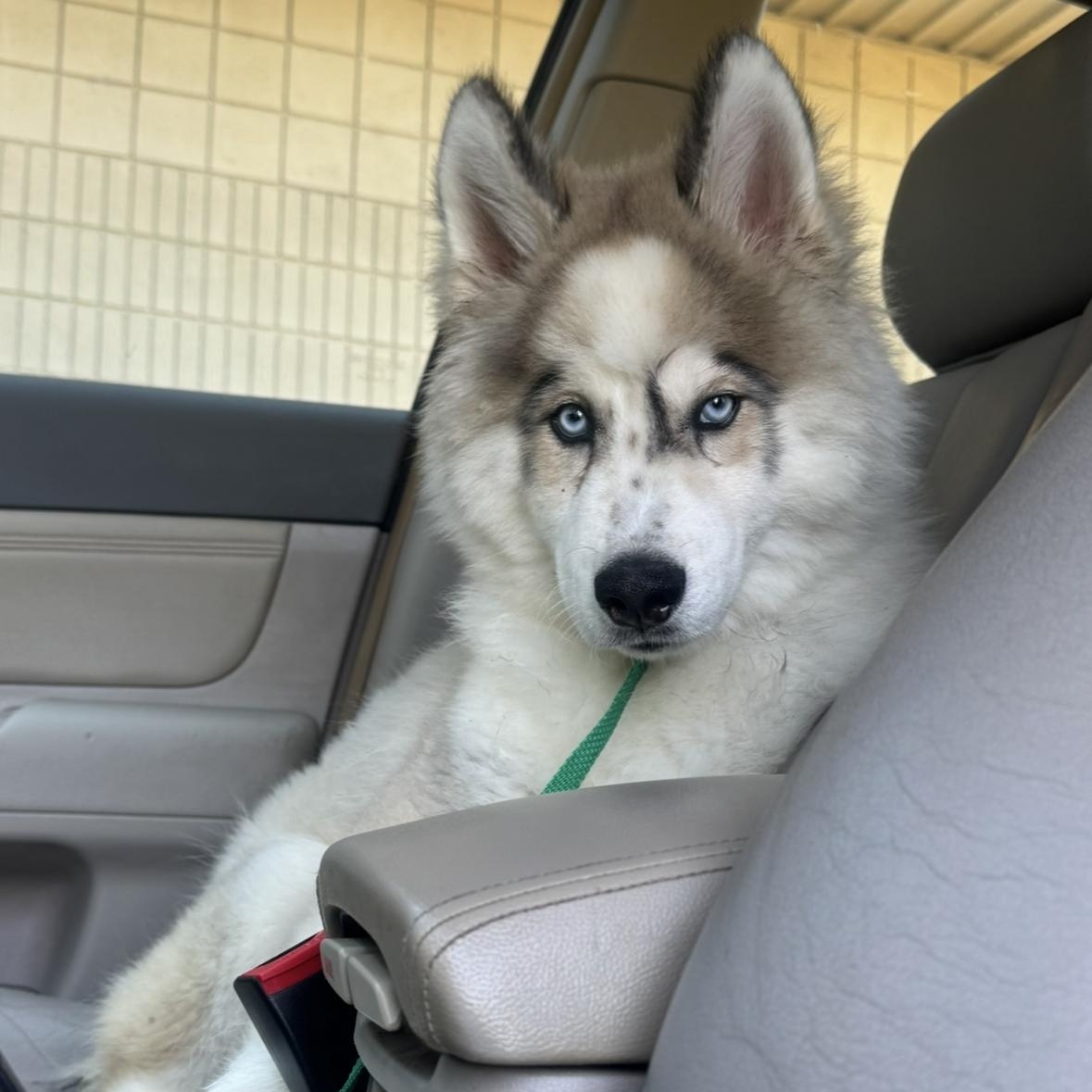 Dog for adoption - Thor, an Alaskan Malamute & Husky Mix in Madison, WI ...