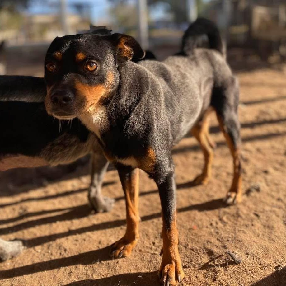 Dog for adoption - Poindexter PC, a Miniature Pinscher & Terrier Mix in ...