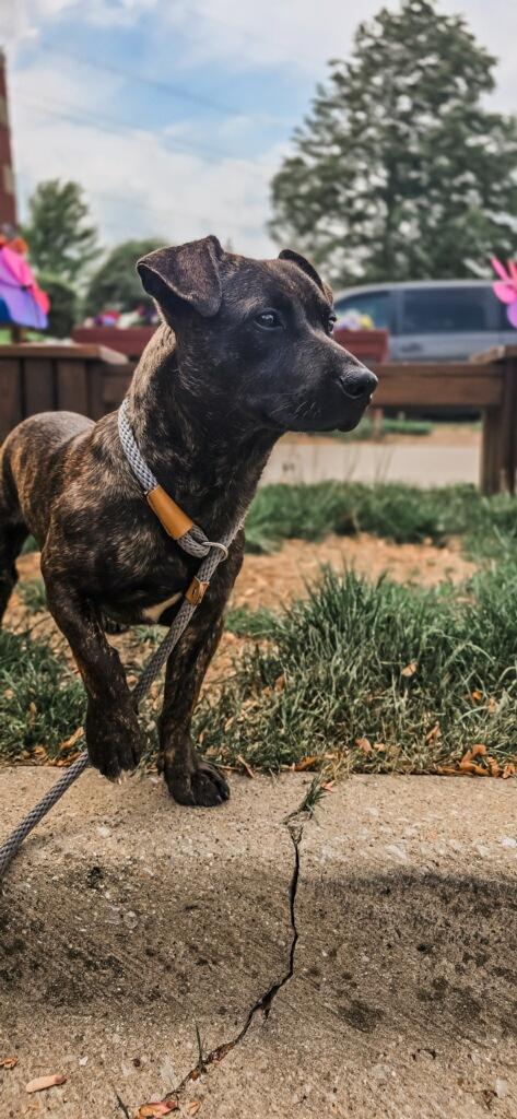 Dog for adoption - Peter Pan, a Pit Bull Terrier & Basset Hound Mix in ...