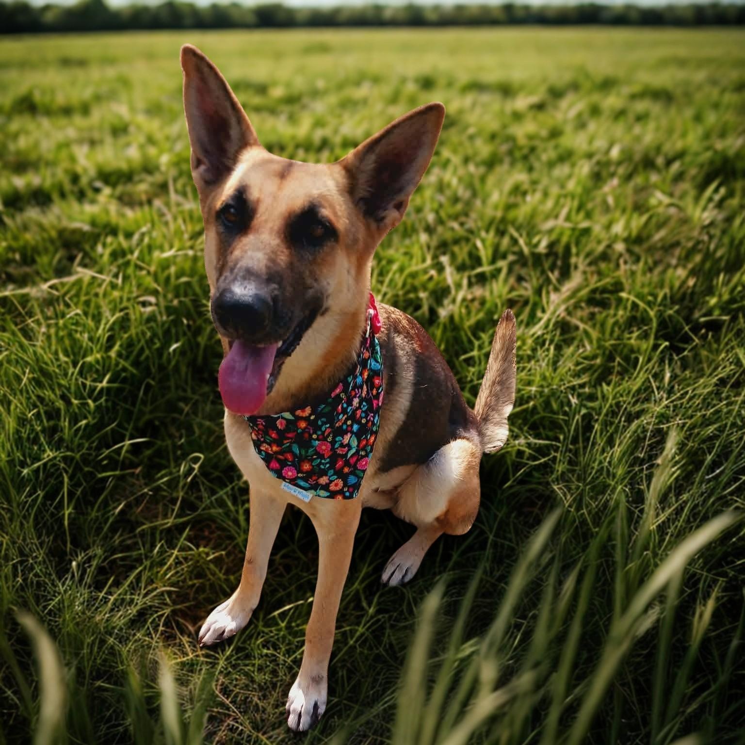 Dog for adoption - PENELOPE GS, a German Shepherd Dog Mix in Spokane, WA | Petfinder