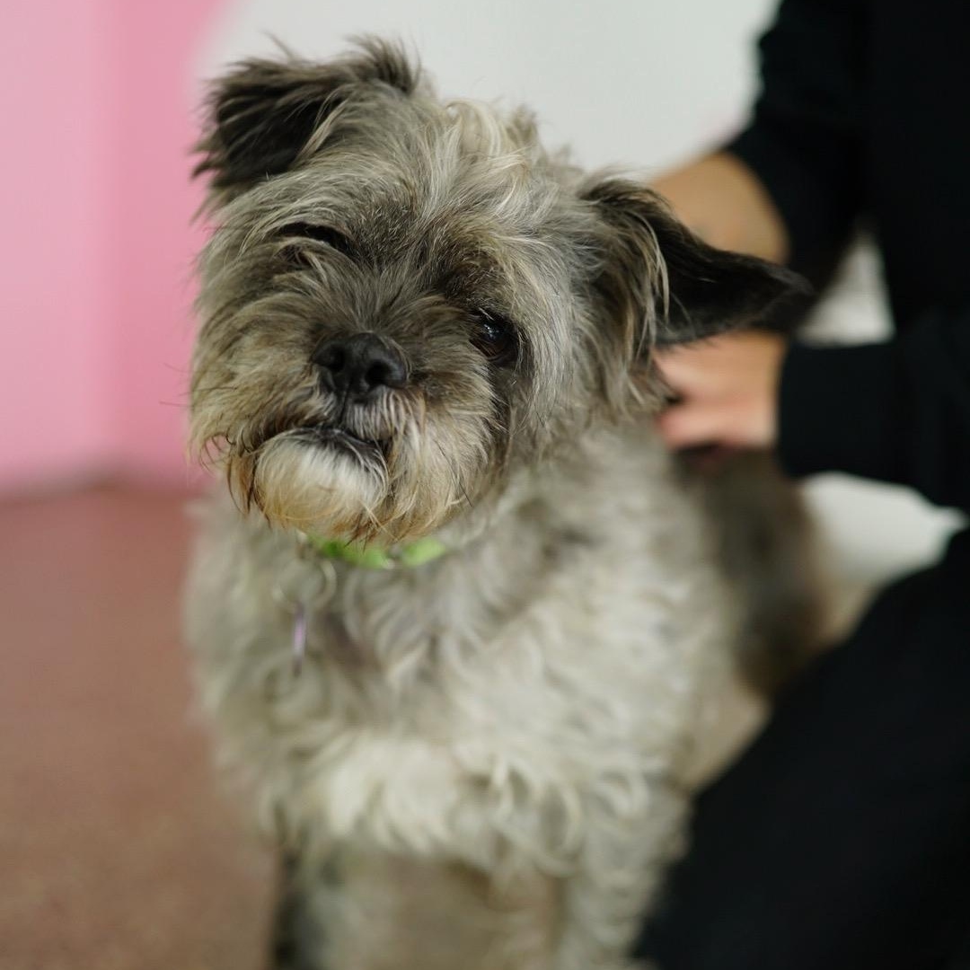 Dog for adoption - Trundle, a Terrier Mix in Pasadena, CA | Petfinder