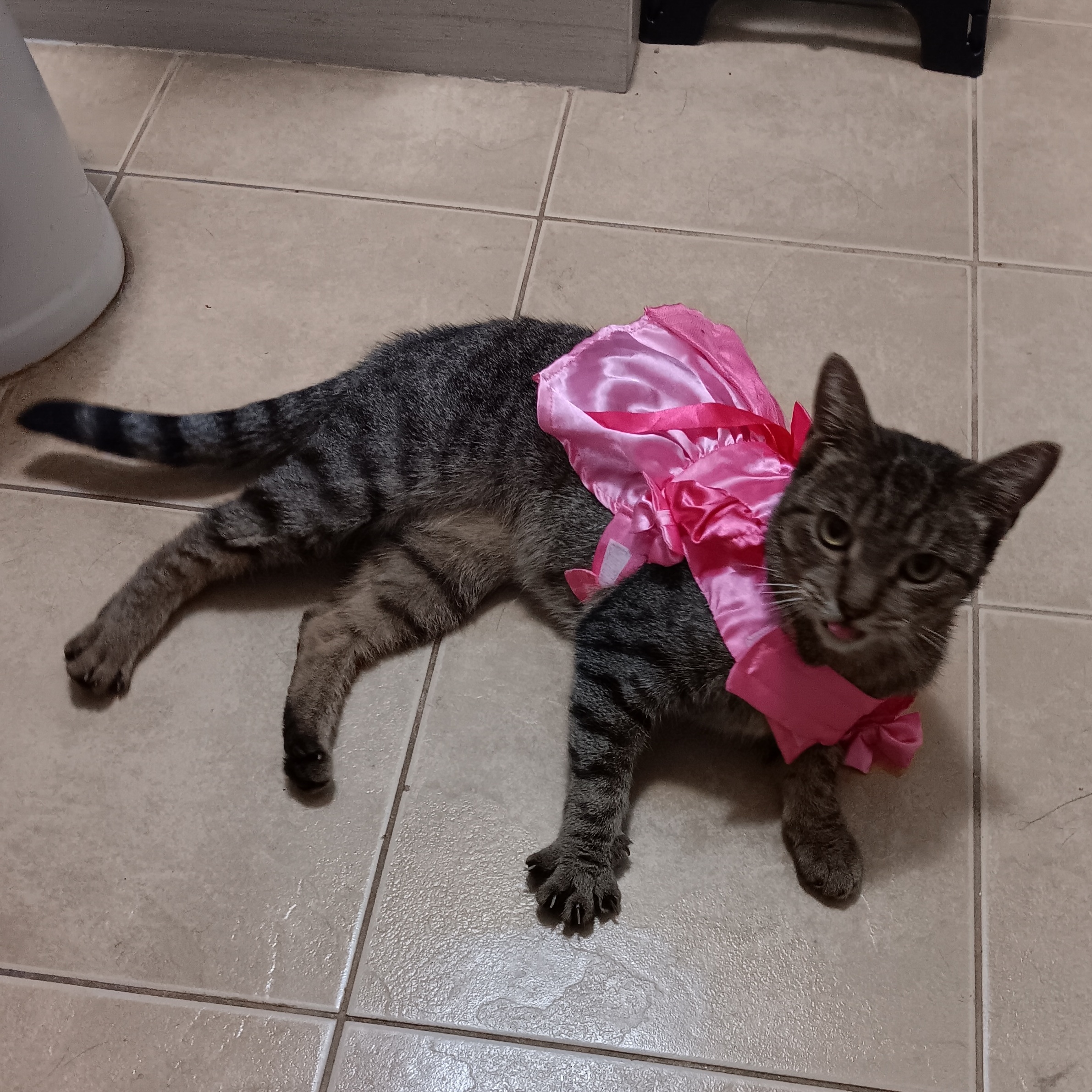 Cat for adoption - Aerith, an American Shorthair in Kew Gardens, NY ...