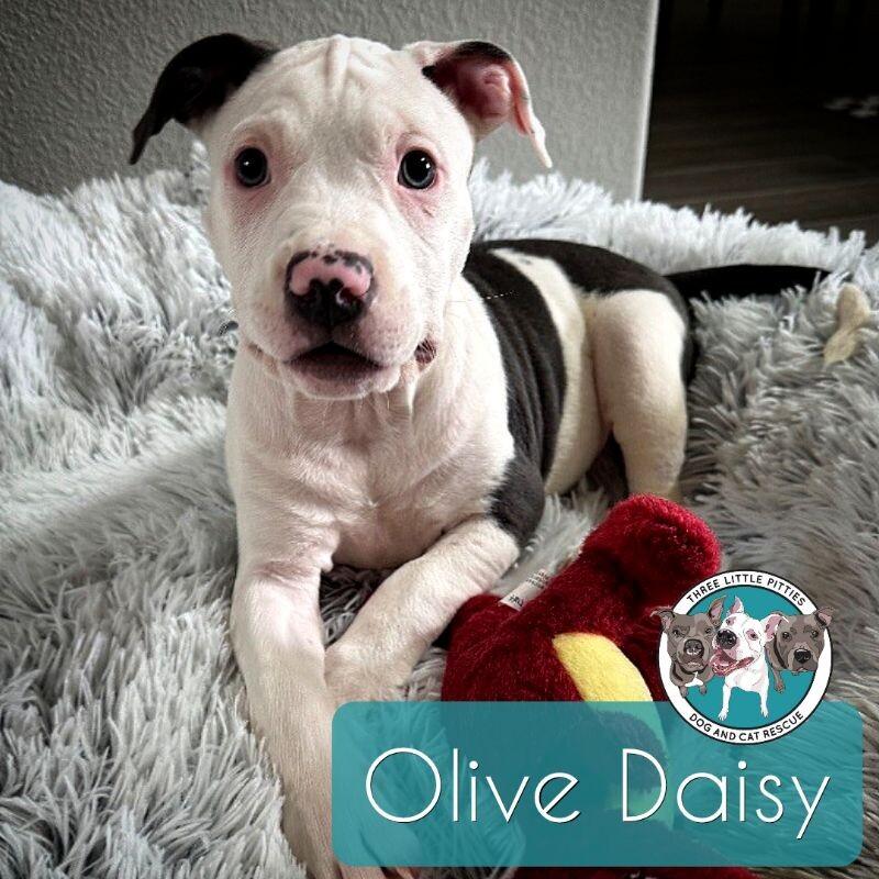 Dog for adoption - Olive Daisy Dee, a Pit Bull Terrier & Labrador ...