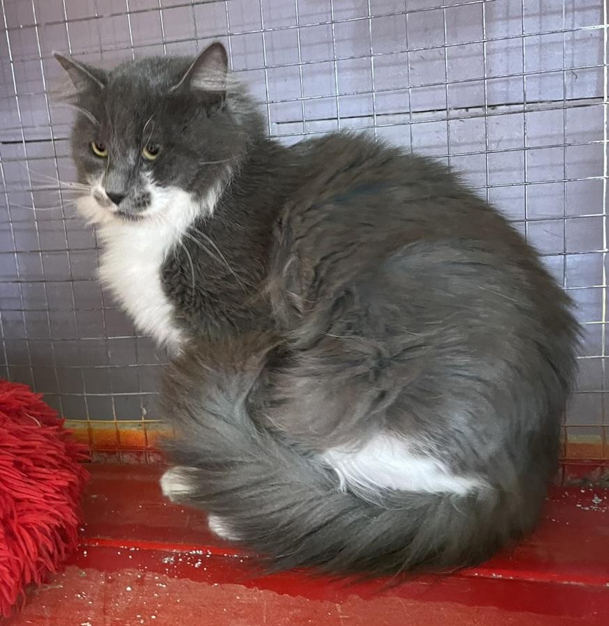 Cat for adoption - Silly Goose-Portofino PetSmart, a Domestic Long Hair ...