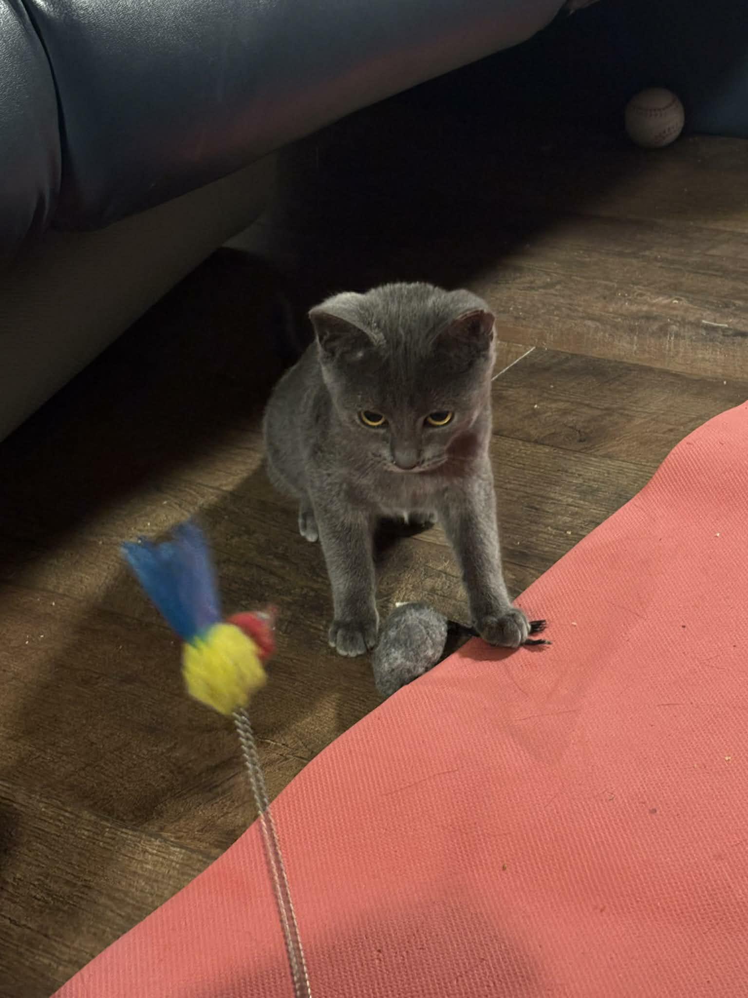 Cat for adoption - Mercedes, a Domestic Short Hair in Shakespeare, ON ...