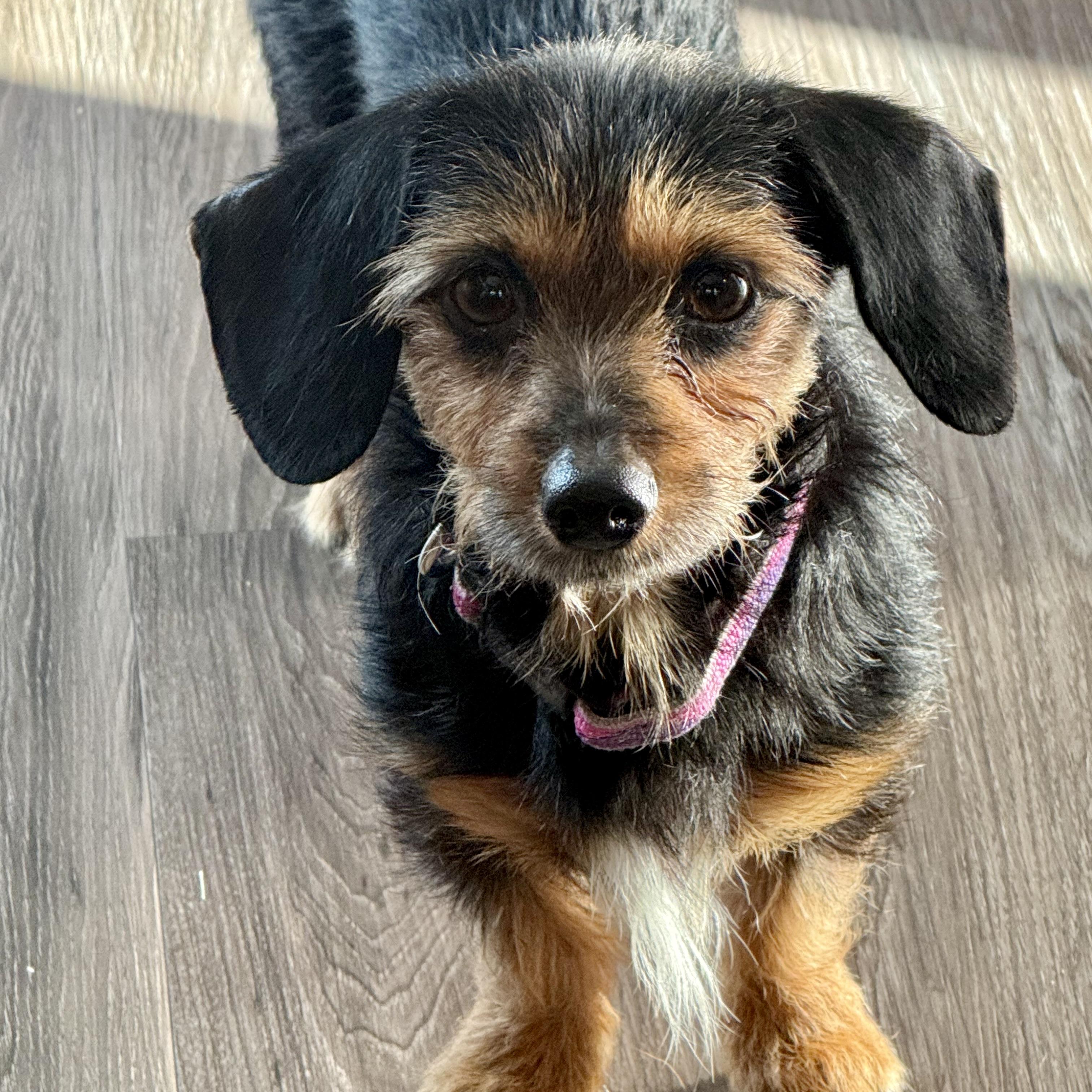 Jojo - Adoptable Pet | Petfinder | Petfinder