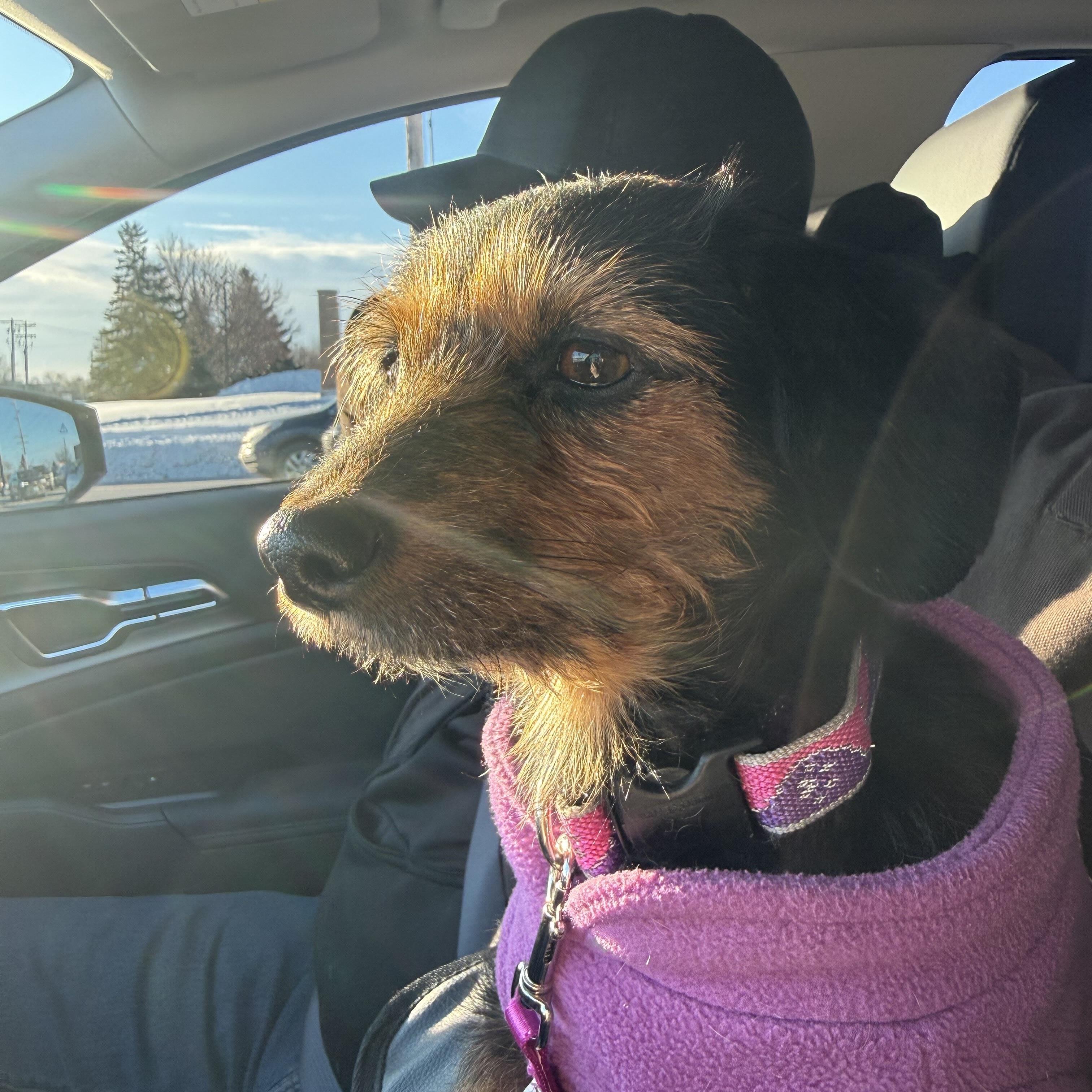 Jojo - Adoptable Pet | Petfinder | Petfinder