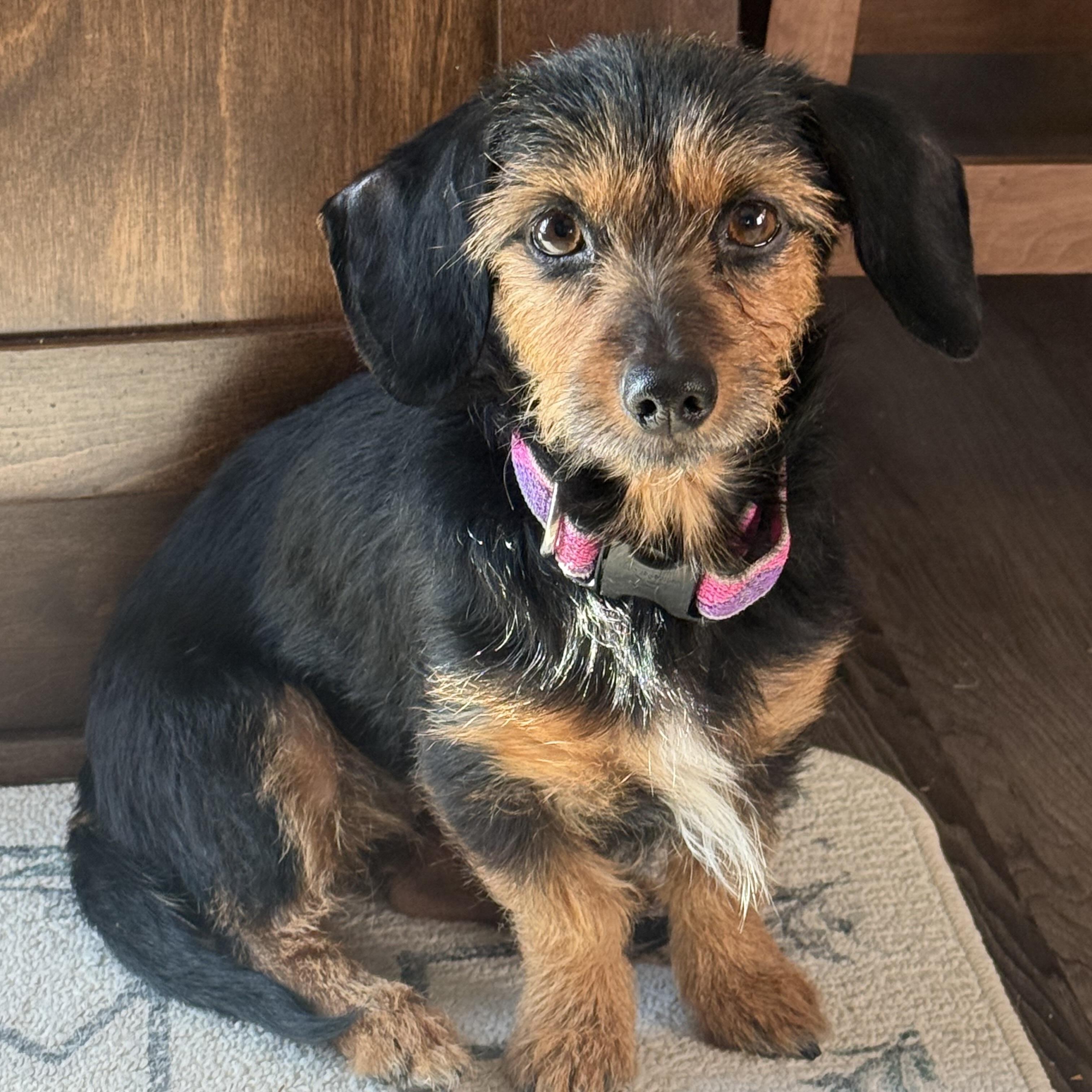 Jojo - Adoptable Pet | Petfinder | Petfinder