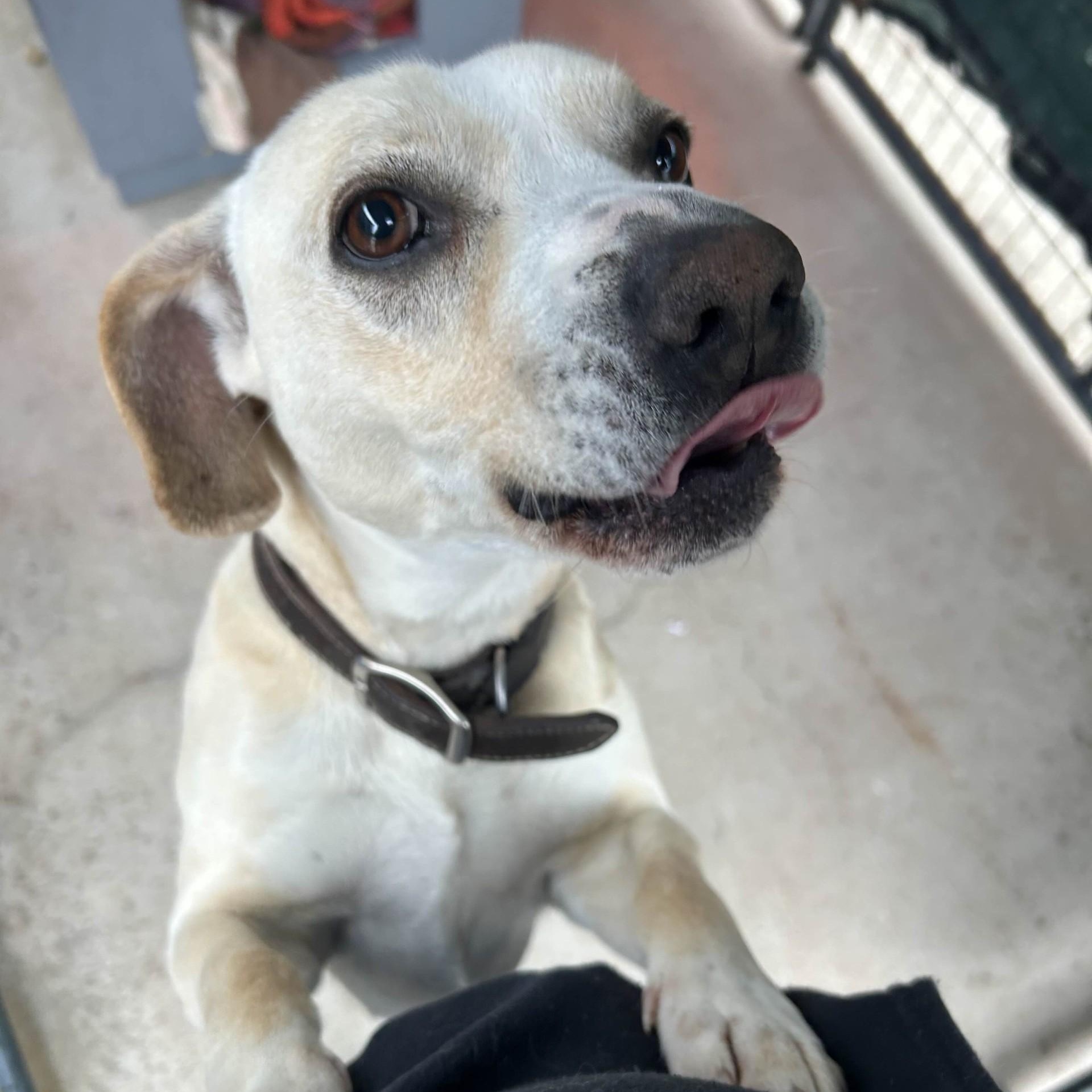 Dog for adoption - Westy, a Labrador Retriever Mix in Providence, RI ...