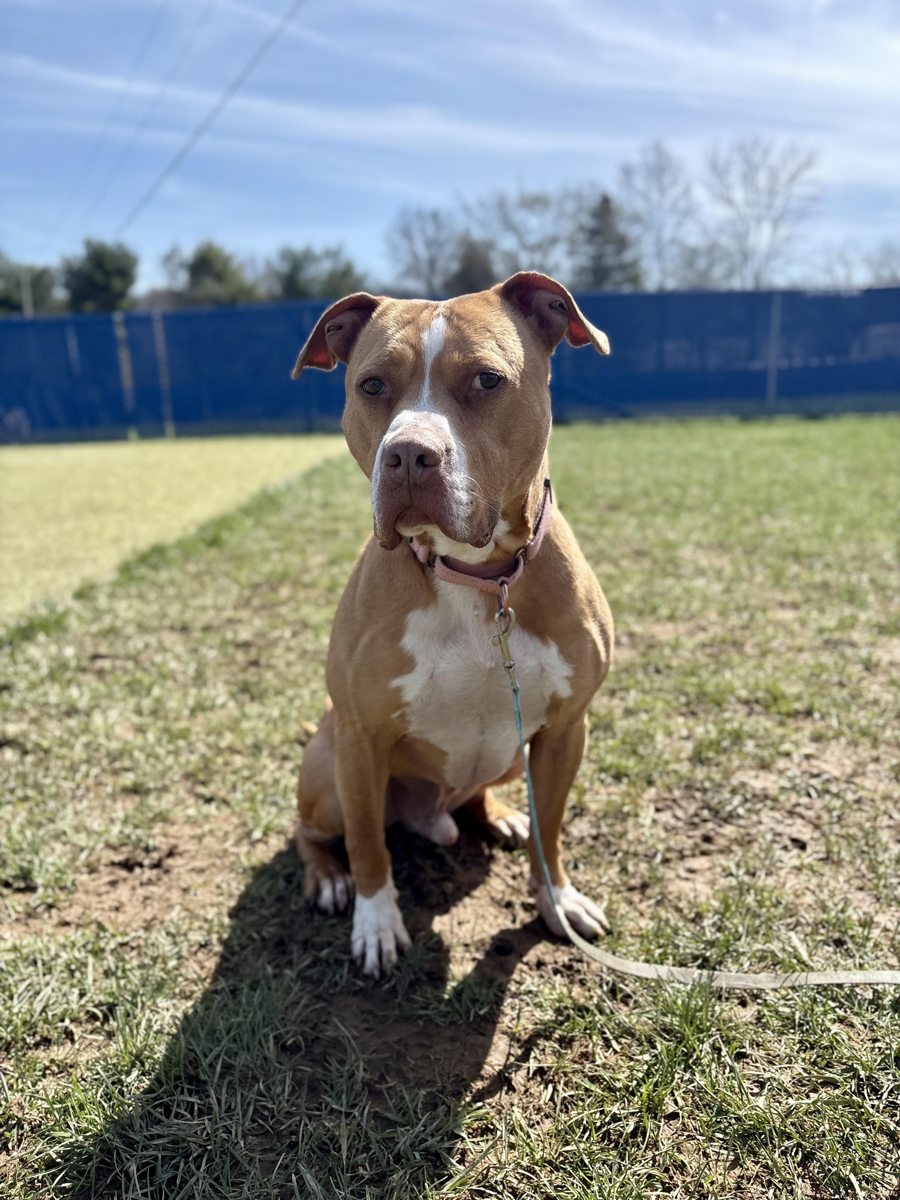 Dog for adoption - Duramax, a Pit Bull Terrier Mix in Wooster, OH ...