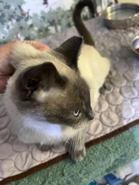 Cat for adoption - David, a Siamese in Hanover , PA | Petfinder