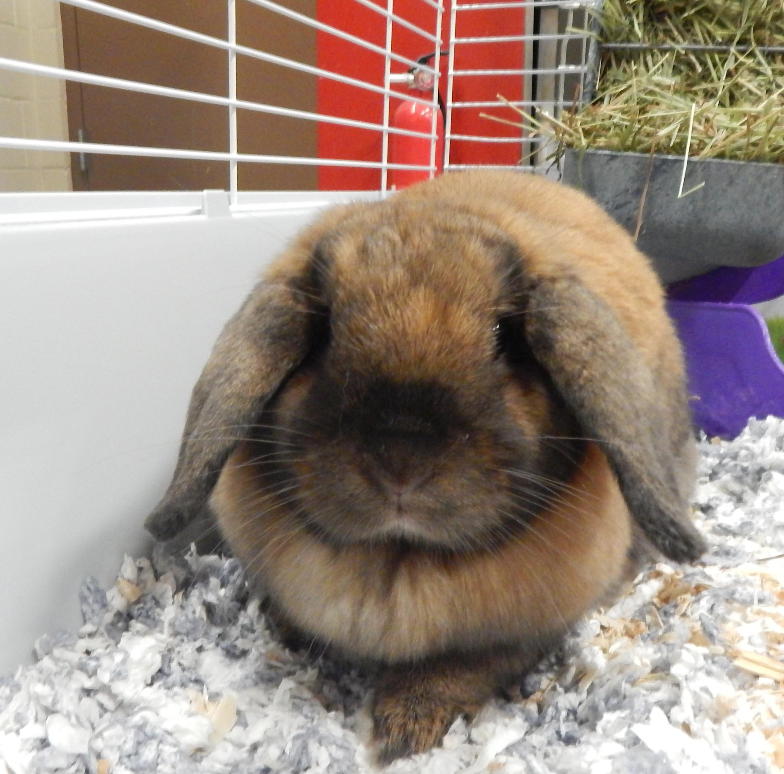 Rabbit for adoption - Grace & Frankie (female), a Lop Eared in Mesquite ...