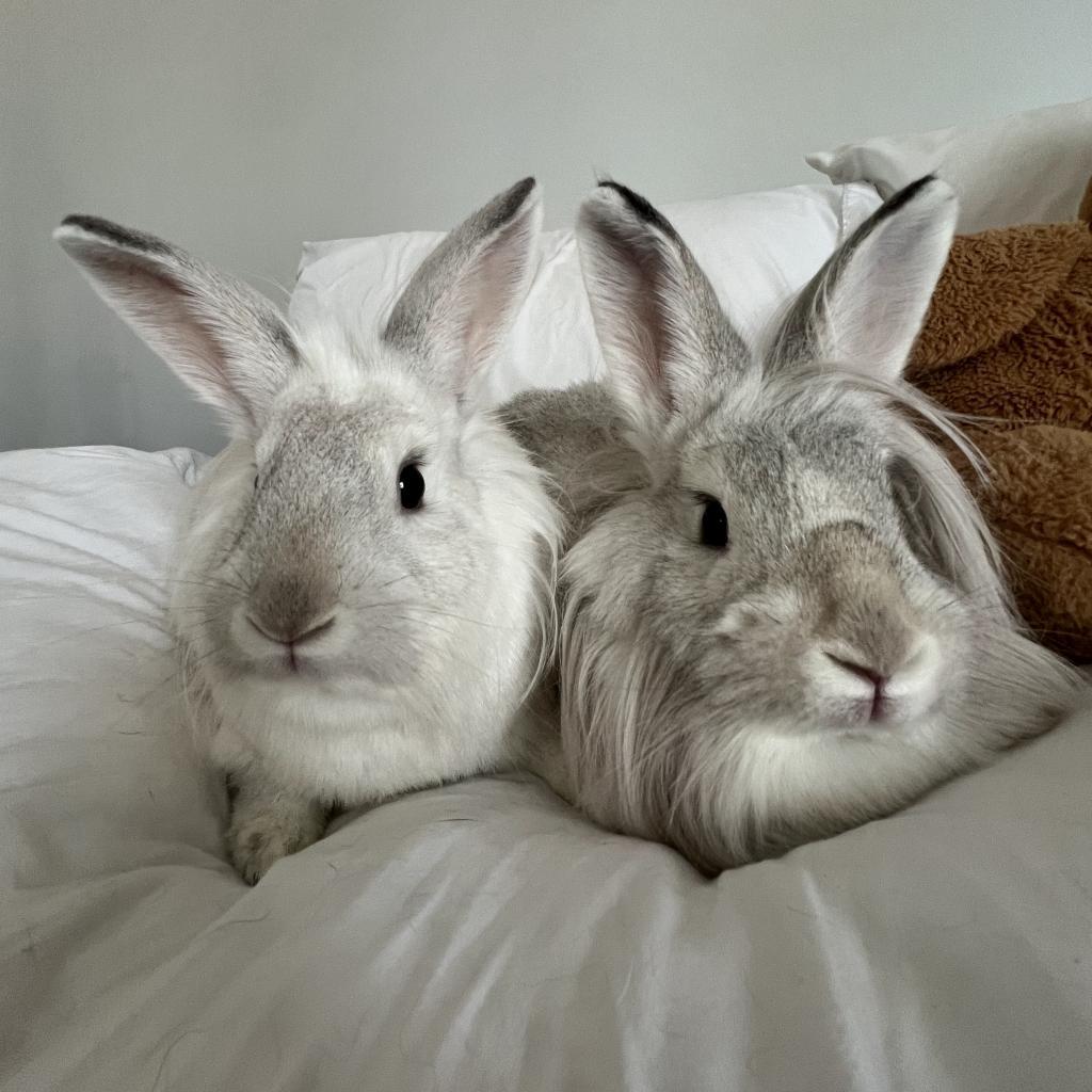 Adopt – Eastern Shore Rabbit Rescue and Education Center