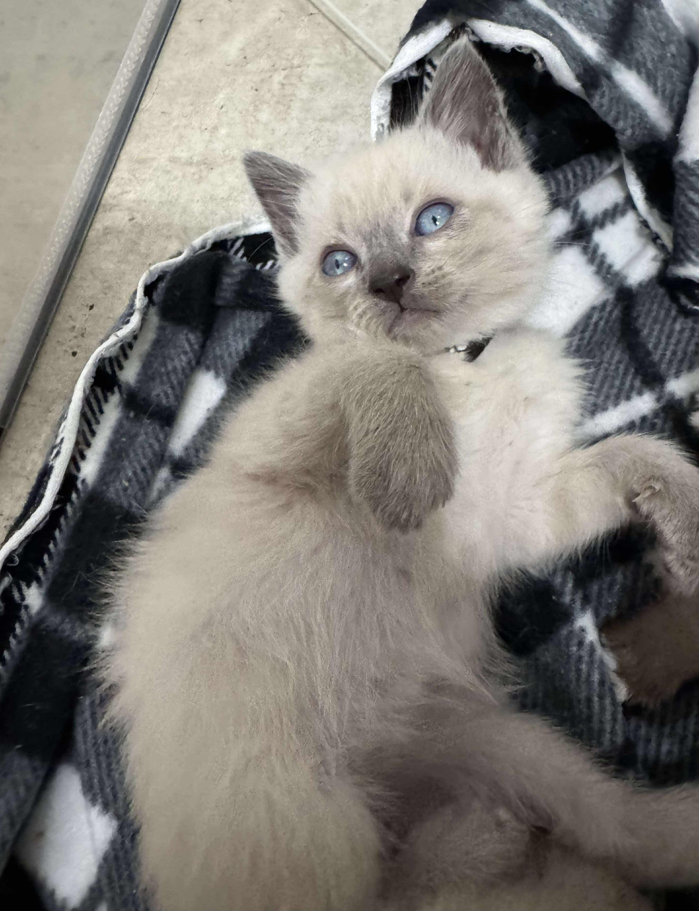 Cat for adoption - Mom Millie's Siamese litter of 6 week young kittens ...