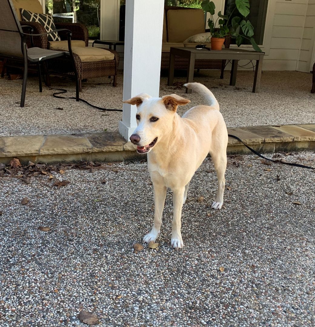 Dog for adoption - Stevie Nicks, a Yellow Labrador Retriever & Whippet ...