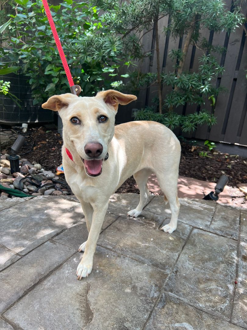 Dog for adoption - Stevie Nicks, a Yellow Labrador Retriever & Whippet ...