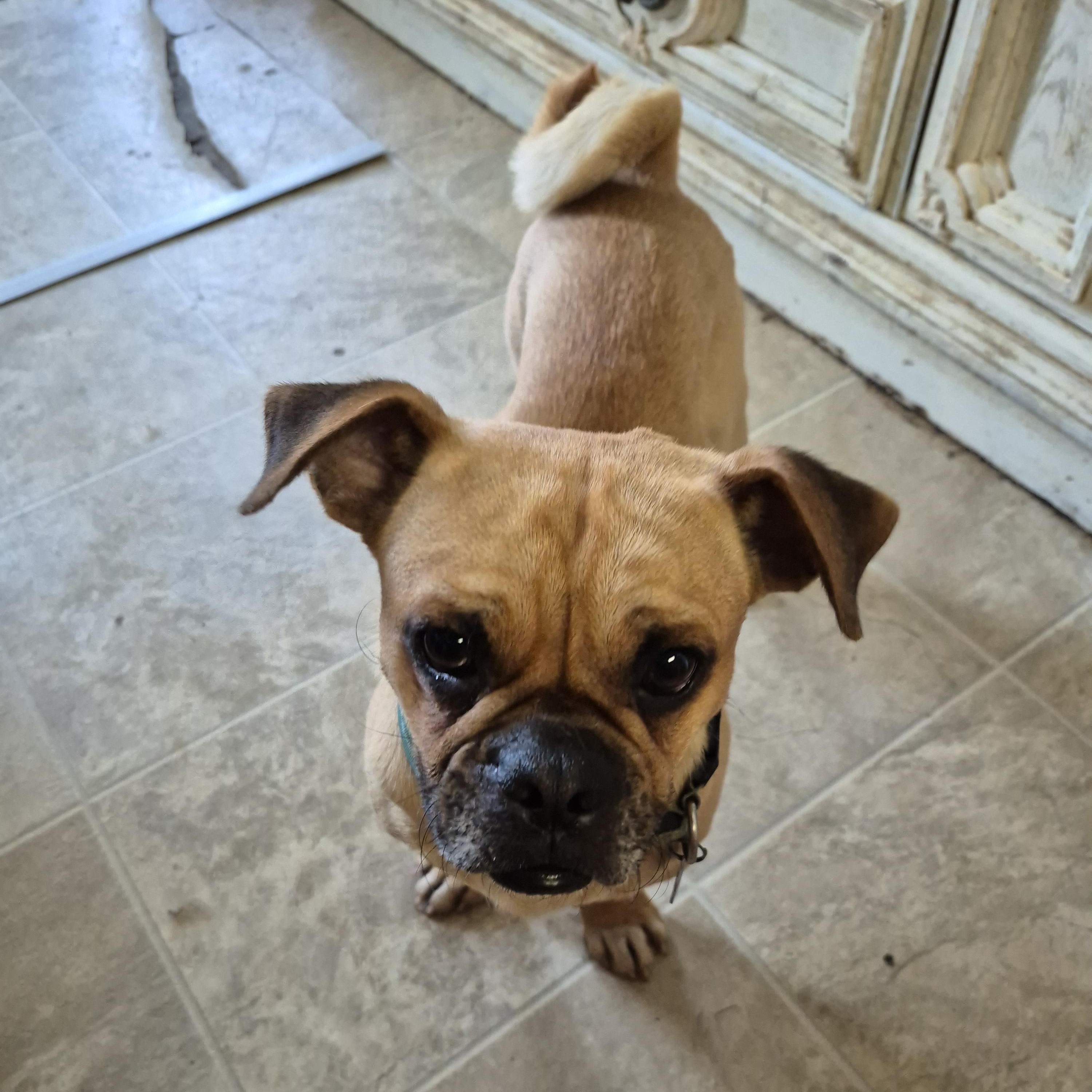 Dog for adoption - Pugsley, a Pug Mix in Chatham, ON | Petfinder