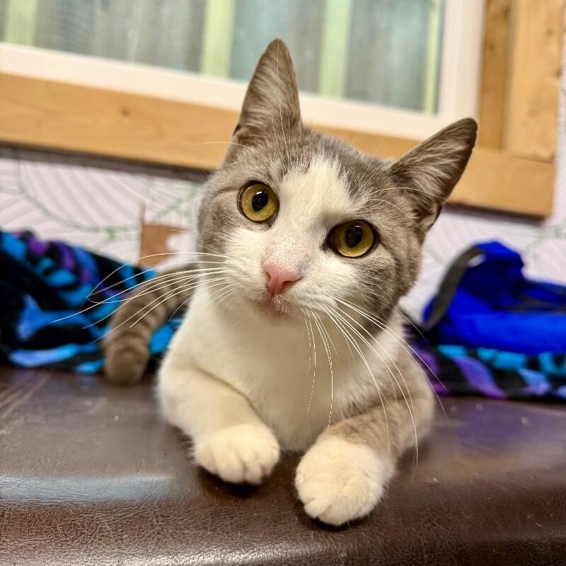 Cat for adoption - Daisy Cleveland, a Domestic Short Hair & Tabby Mix ...