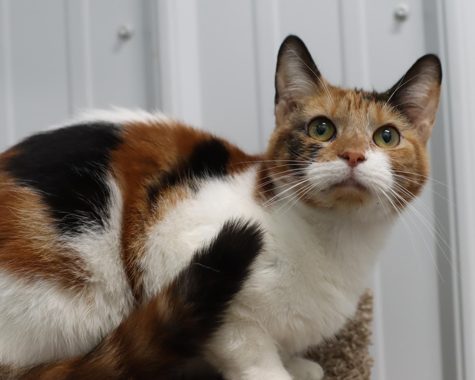 Cat for adoption - Helen, a Domestic Short Hair Mix in Lancaster, OH ...