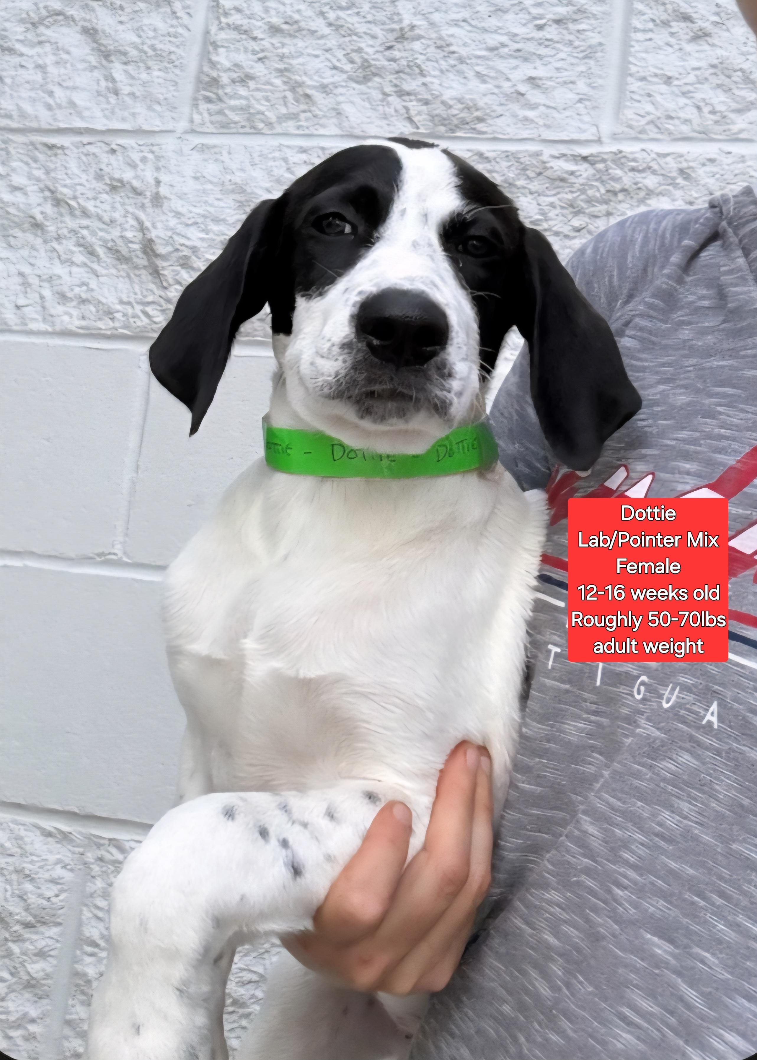 Dog for adoption - Dottie, a Labrador Retriever & Pointer Mix in Oviedo ...