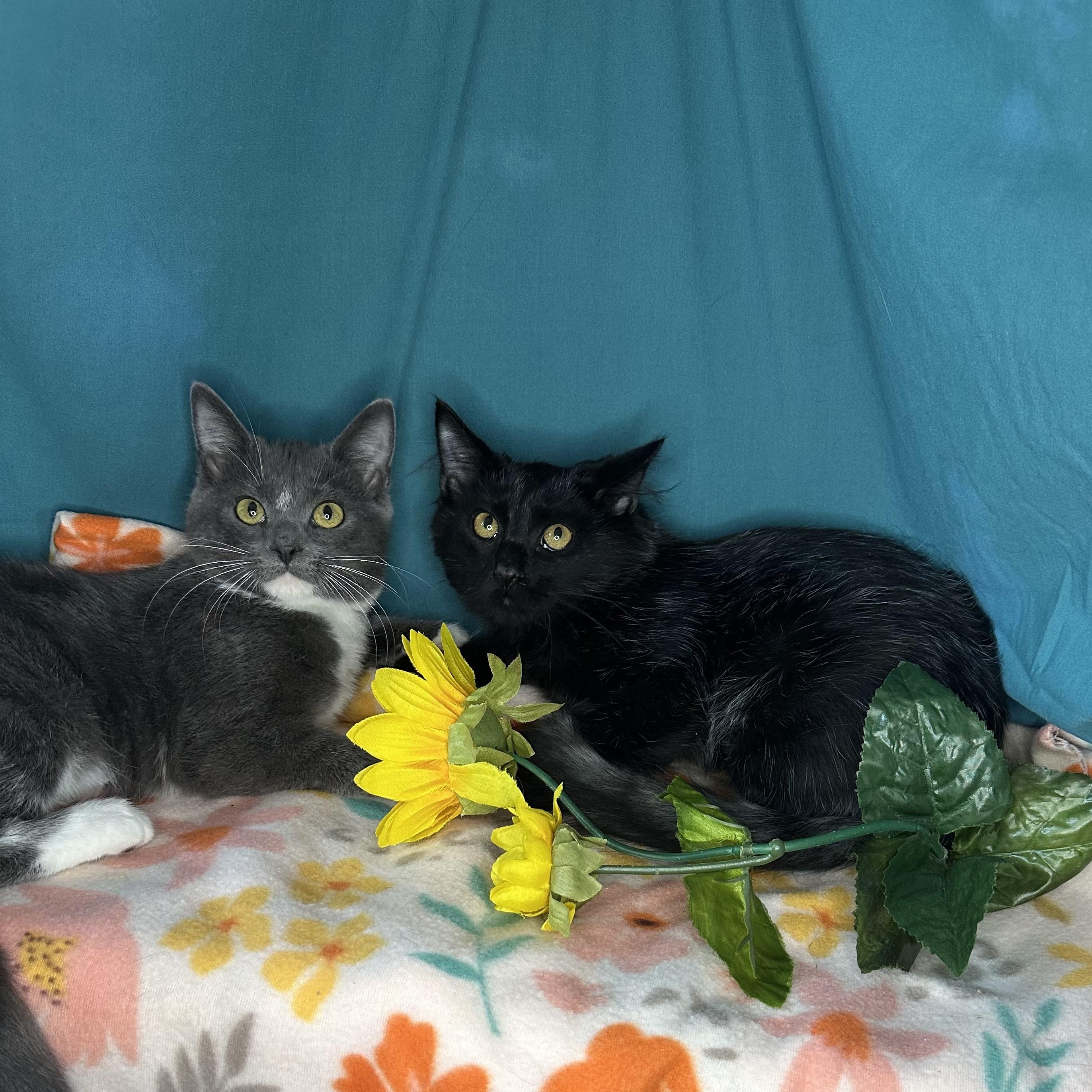 Cat for adoption - Mindy & Mazy (Bonded Pair), a Russian Blue & Bombay ...