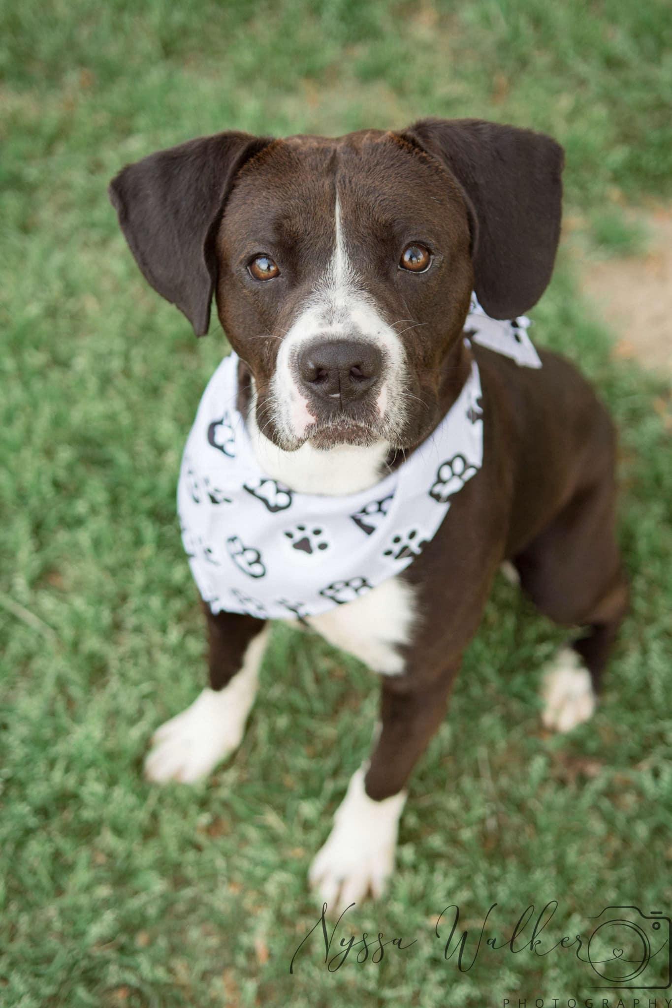 Dog for adoption - Moose, a Boxer & Beagle Mix in Enfield, CT | Petfinder