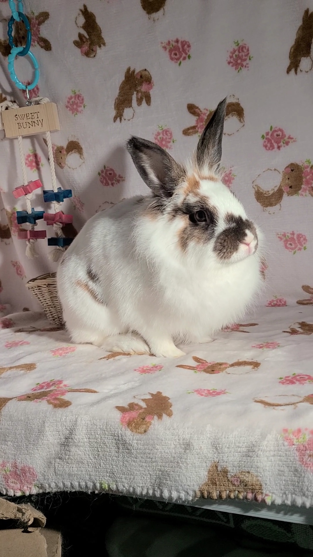 Rabbit for adoption - Melody, a Lionhead in Waynesboro, VA | Petfinder