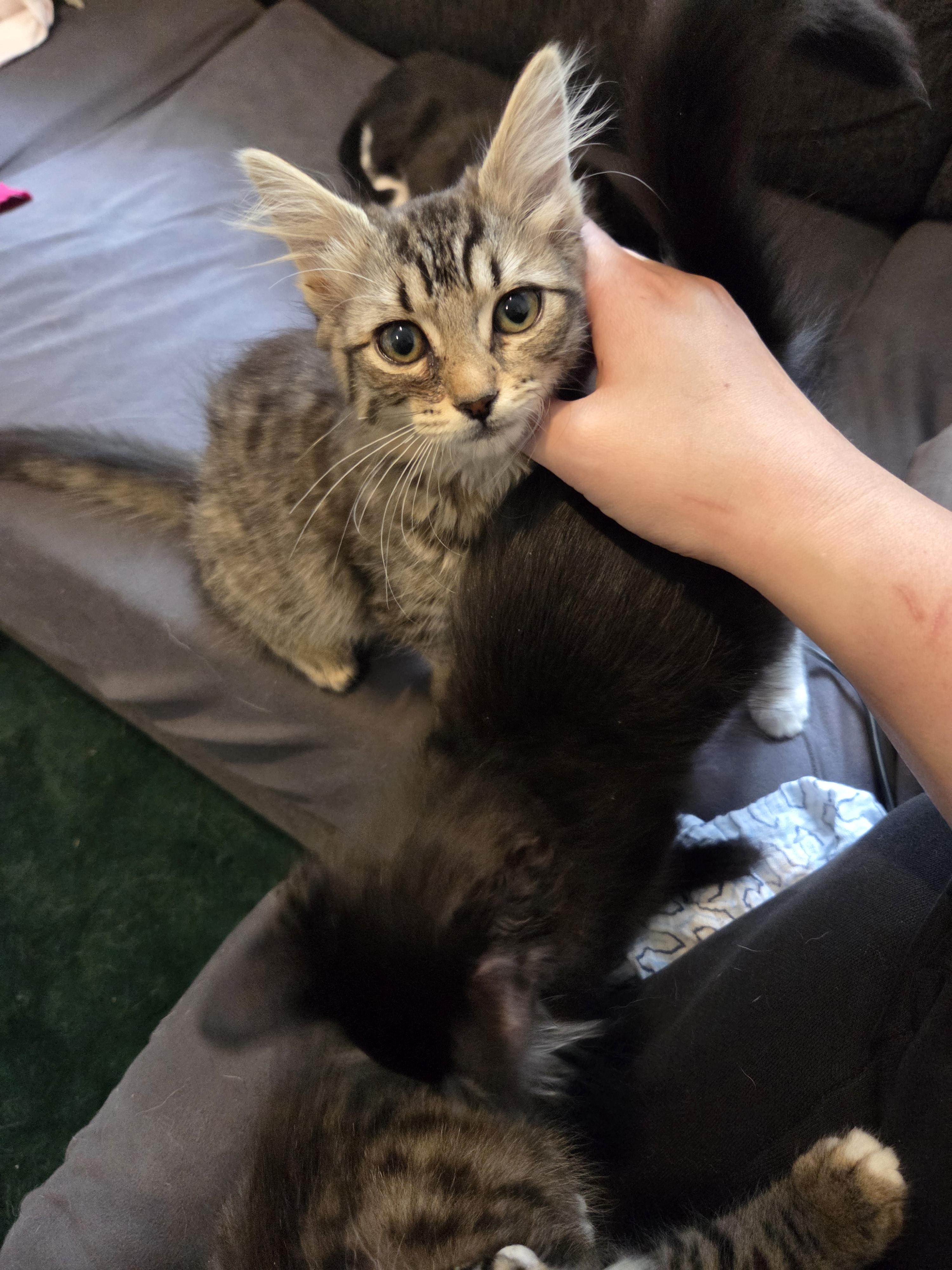 Cat for adoption - Maelle, a Domestic Medium Hair in Rochester, WA ...