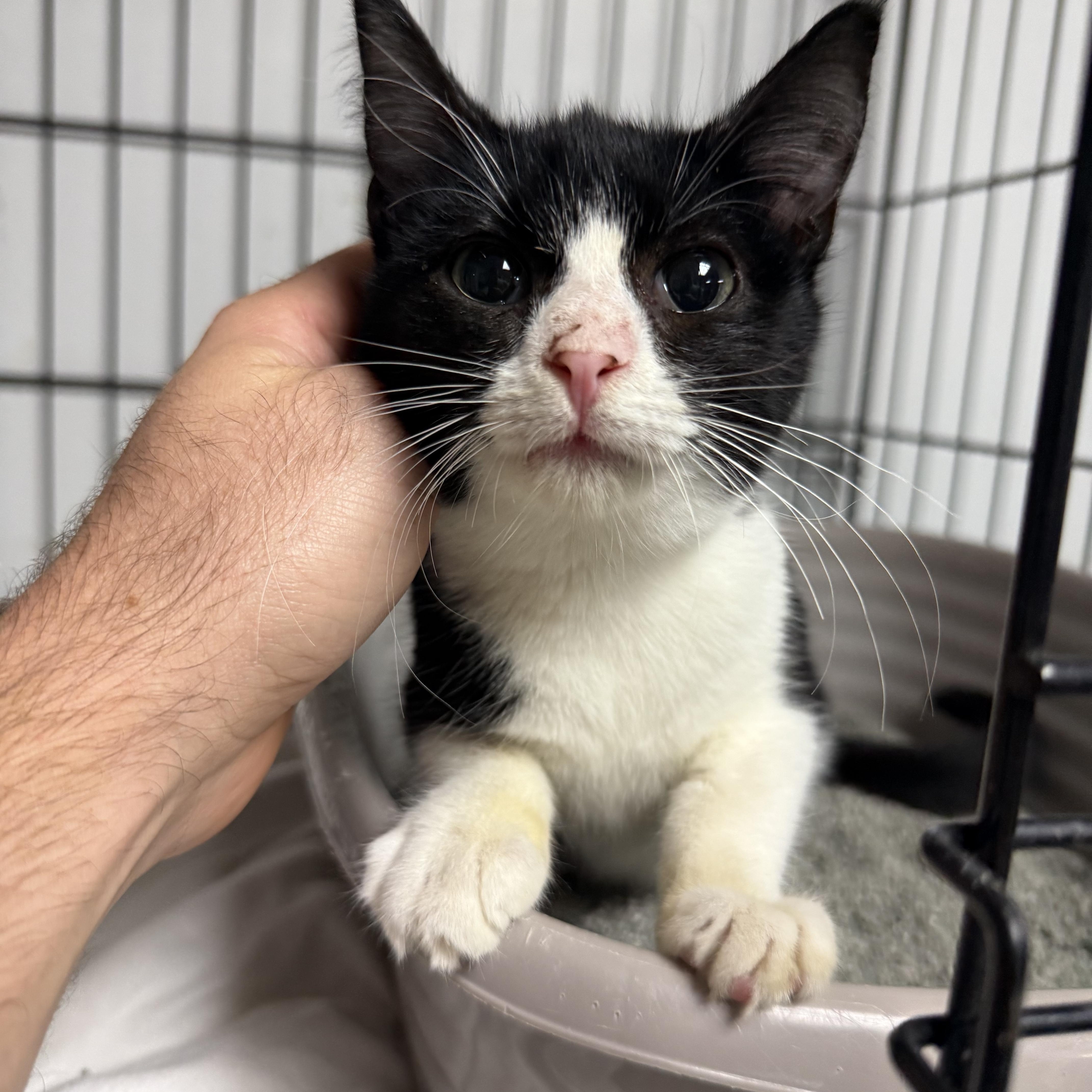 Cat for adoption - Tissue, a Tuxedo in Boothbay, ME | Petfinder