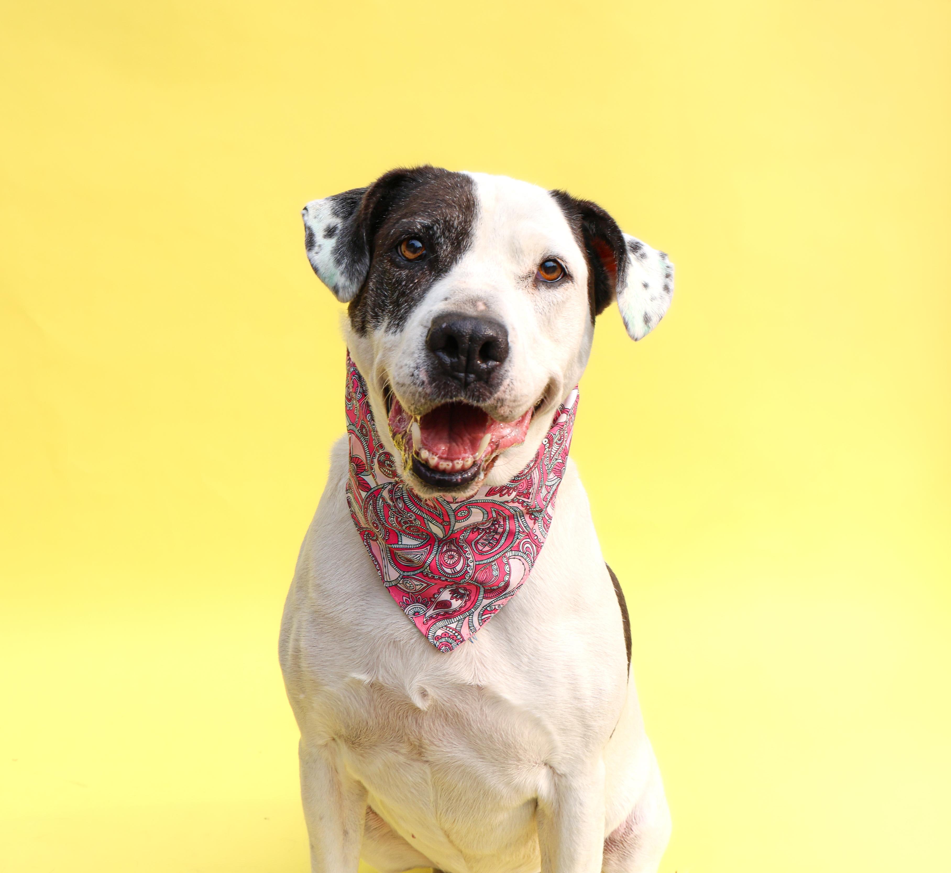 Dog for adoption - Opal, a Pointer Mix in Islip Terrace, NY | Petfinder